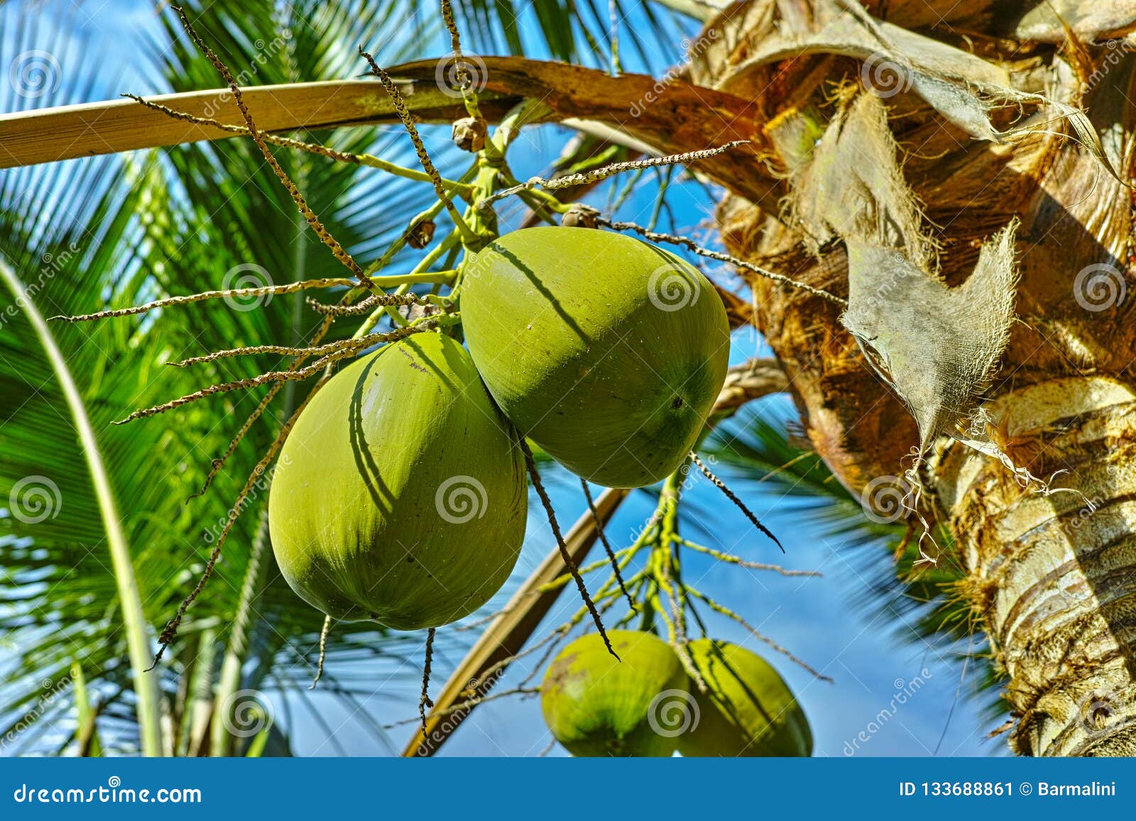 Big Ripe Coconuts Hanging on Coconut Palm Tree Close Up Stock Image ...