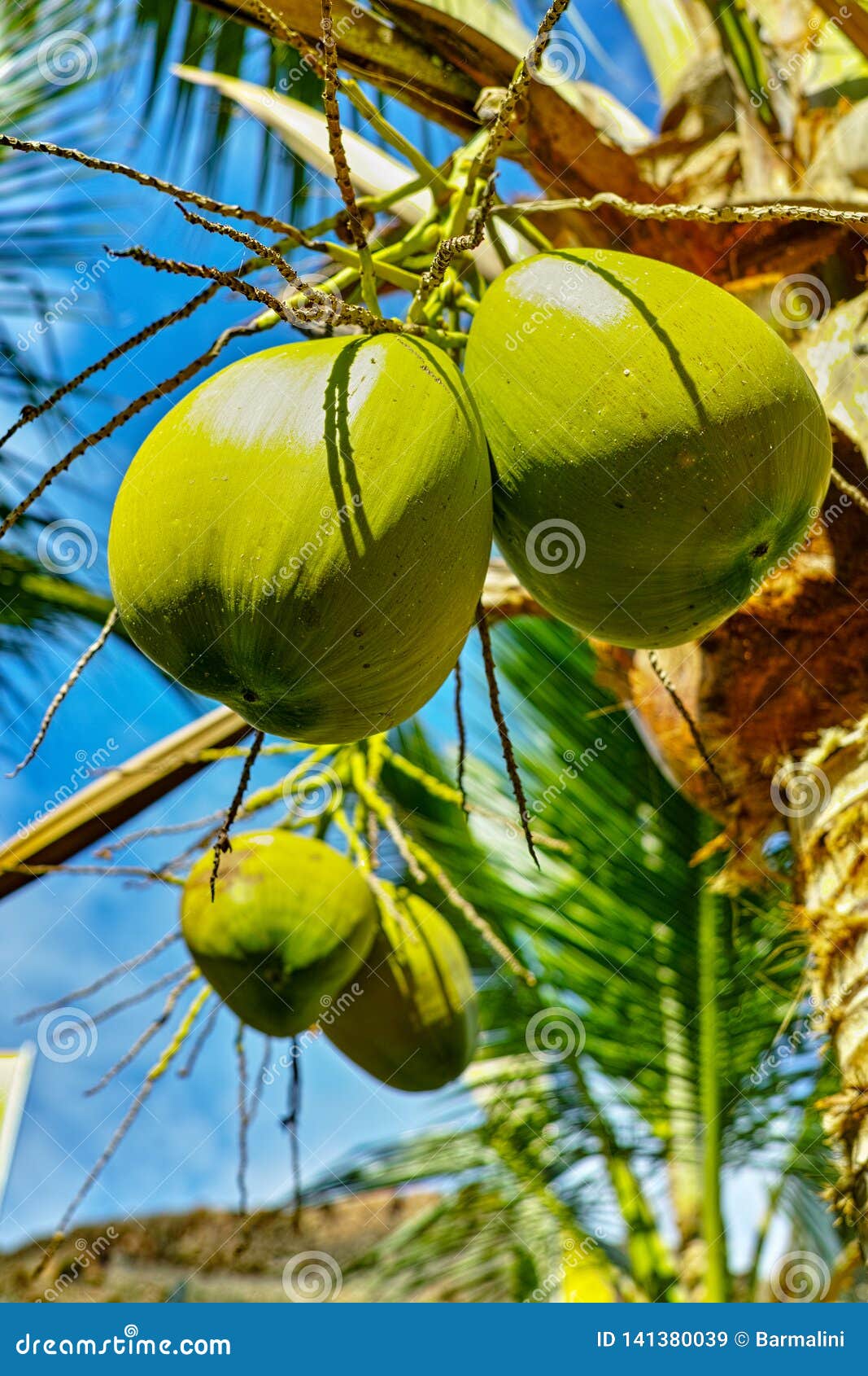 Big Ripe Coconuts Hanging on Coconut Palm Tree Close Up Stock Image ...