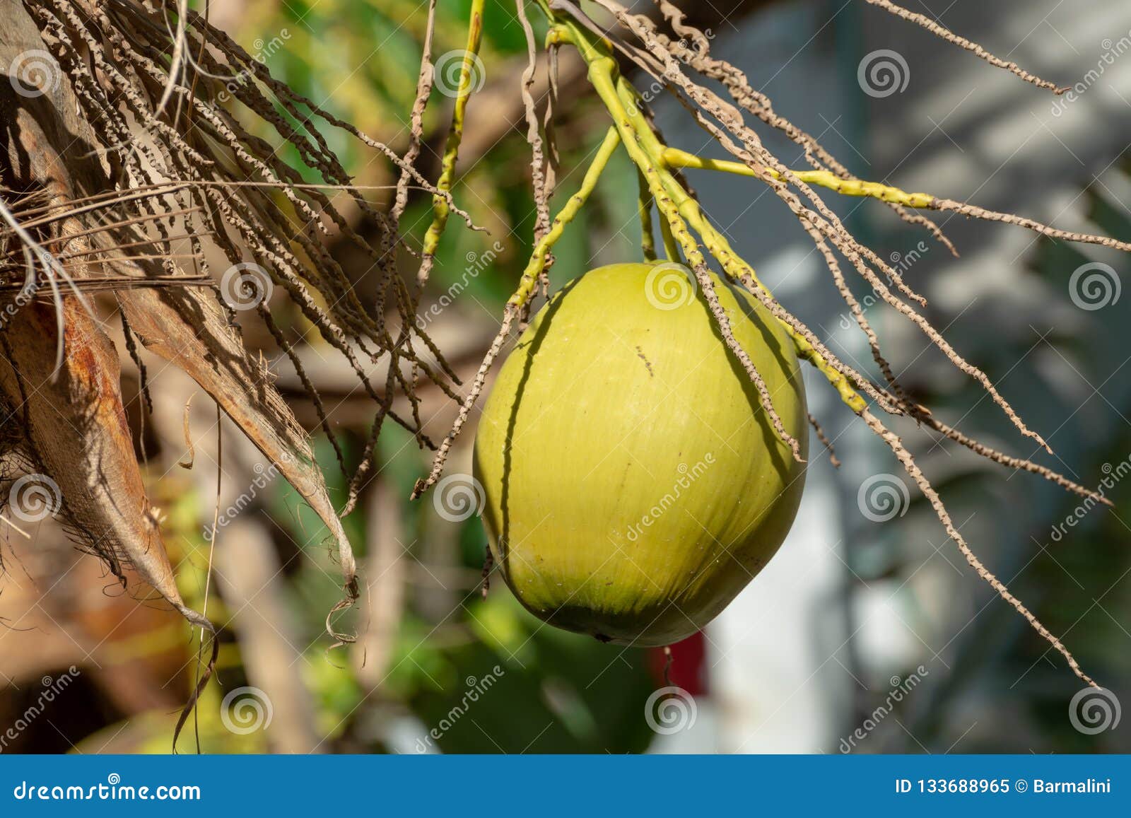 Big Ripe Coconuts Hanging on Coconut Palm Tree Close Up Stock Image ... Big Ripe Coconuts Hanging on Coconut Palm Tree Close Up Stock Image ...