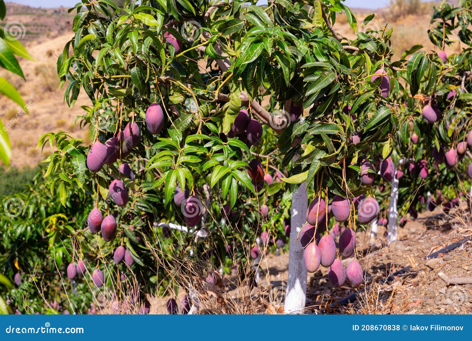 Big Ripe Mangoes Hanging on Tree Branches in Garden Stock Photo - Image ...