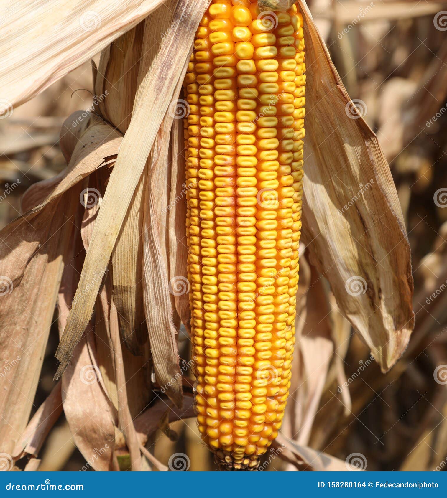 Big Ripe Panicle of Maize Also Called Corn Cob Stock Photo - Image of ... Big Ripe Panicle of Maize Also Called Corn Cob Stock Photo - Image of ...