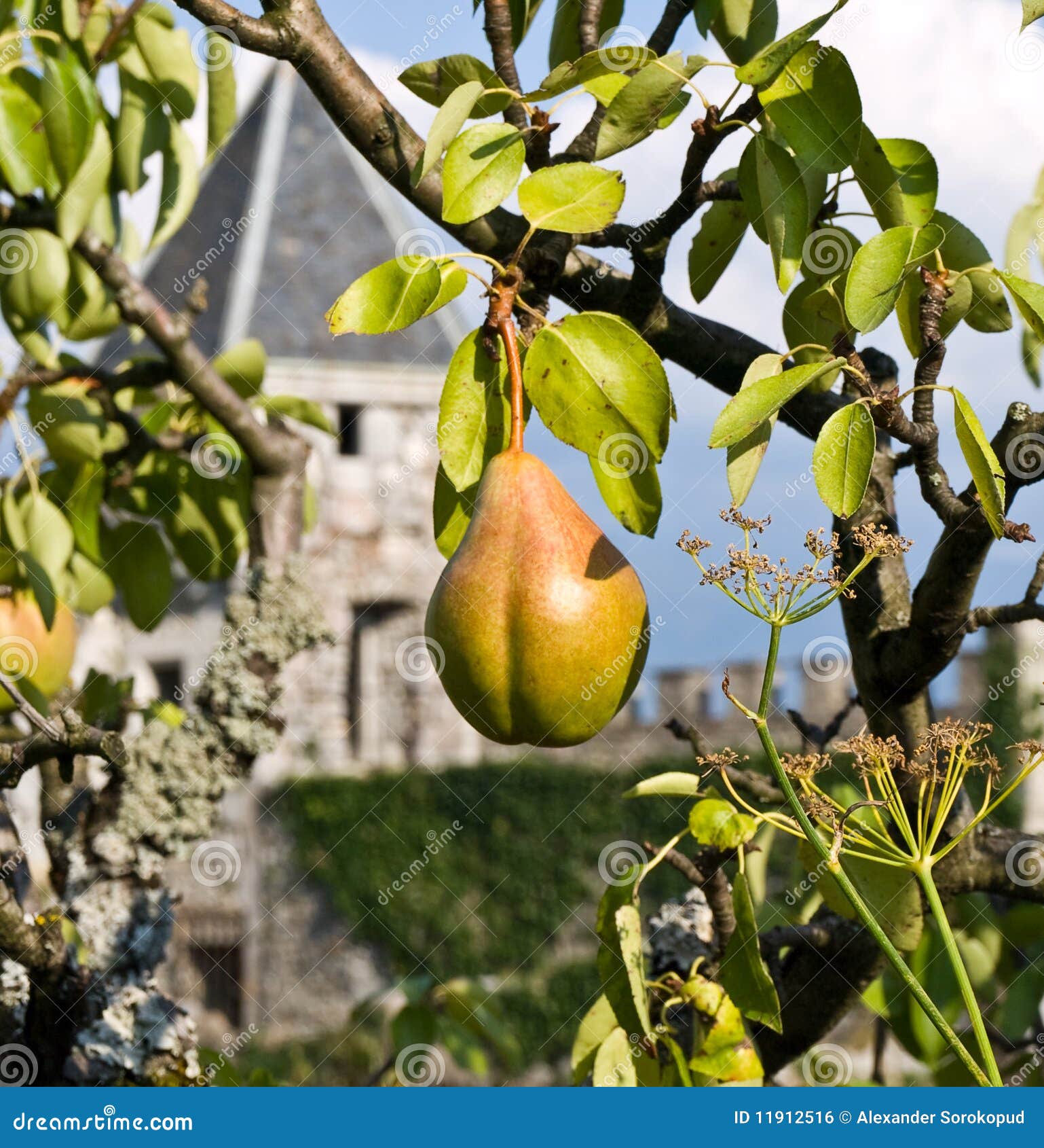 Big ripe pear stock photo. Image of castle, garden, plant - 11912516