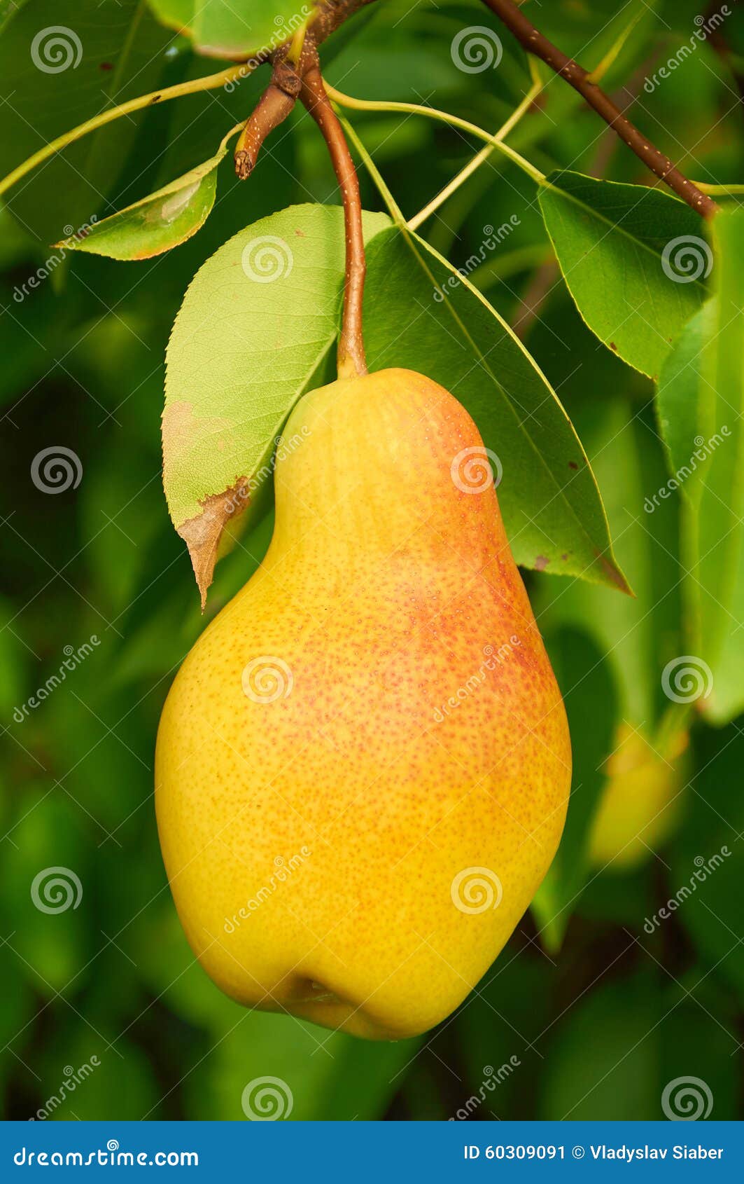 Big ripe pear on the tree stock image. Image of small - 60309091