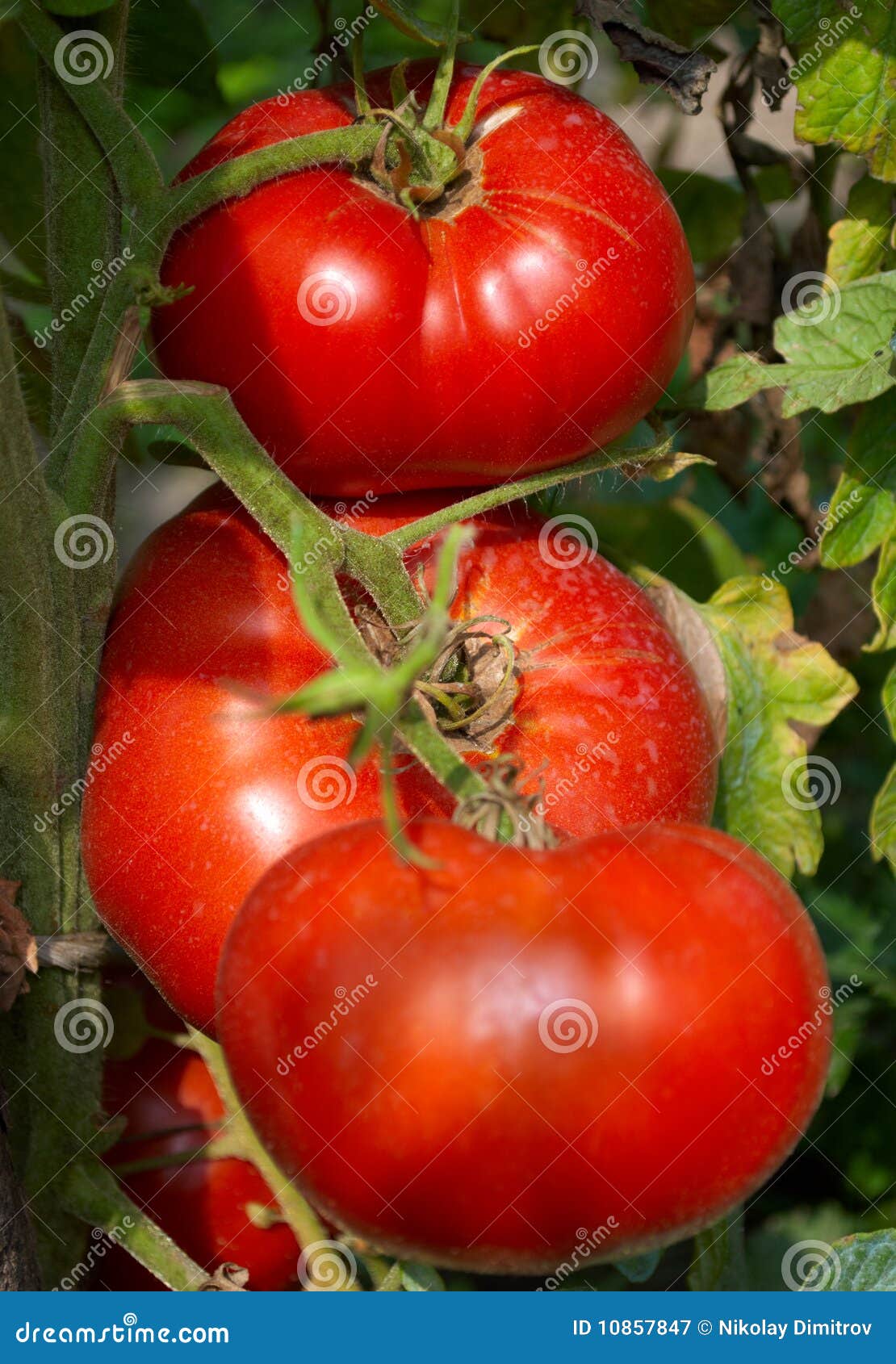 Big ripe tomato stock image. Image of fresh, harvest - 10857847