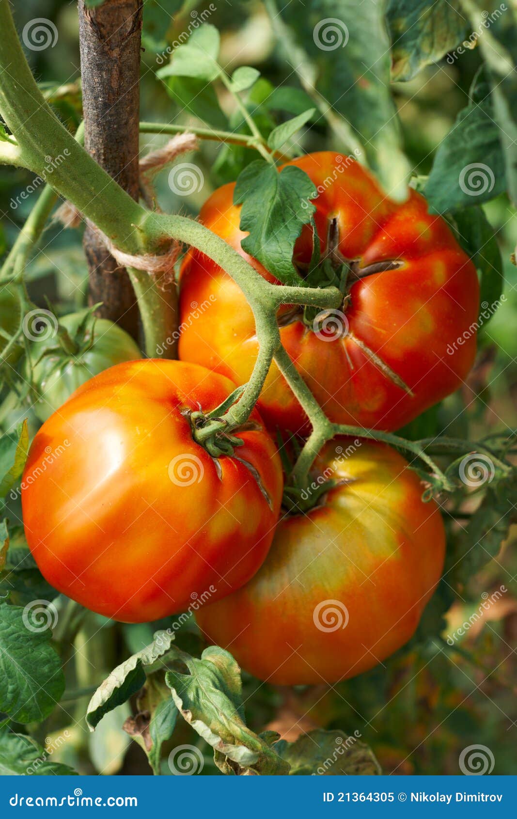 Big ripe tomatoes stock image. Image of vegetable, crops - 21364305