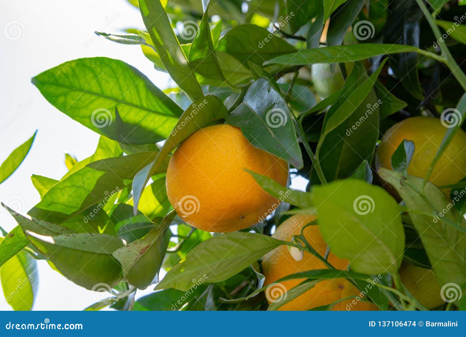 Big Ripening Orange Citrus Fruit on Orange Tree in Orchard Stock Photo ...