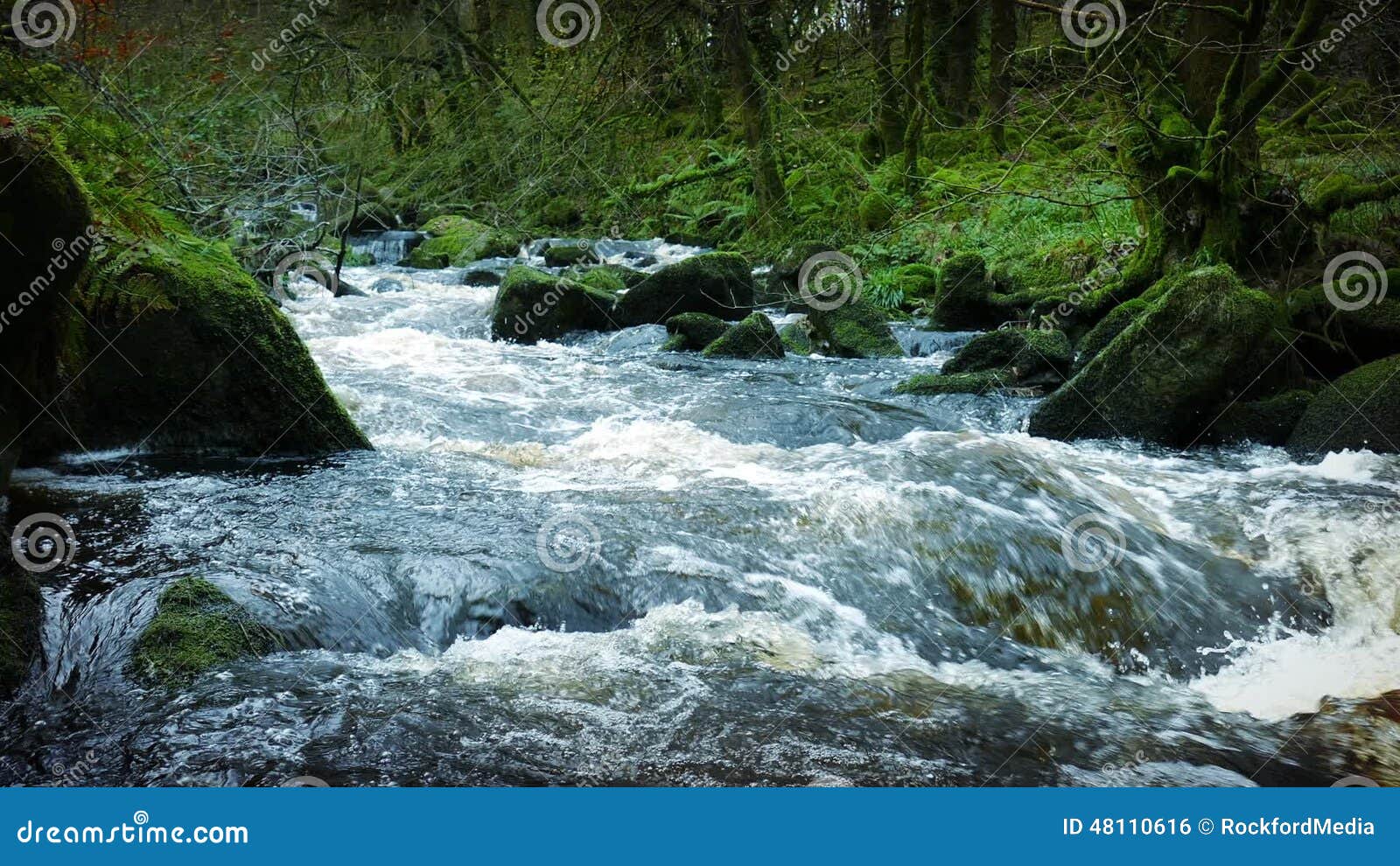 Big River in Ancient Forest Stock Footage - Video of wide, storybook ...