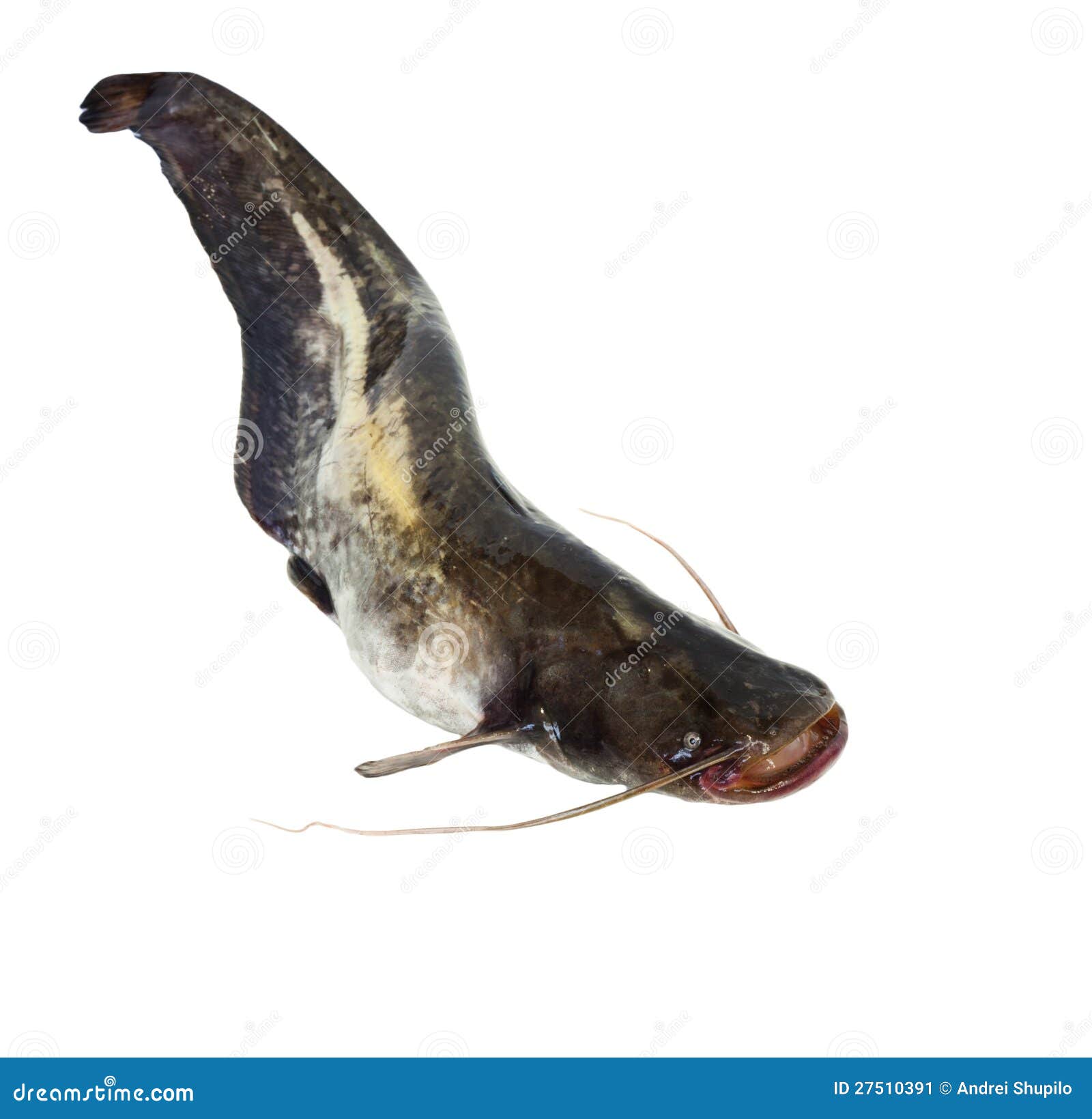 Big river catfish stock image. Image of fisherman, hobbies - 27510391
