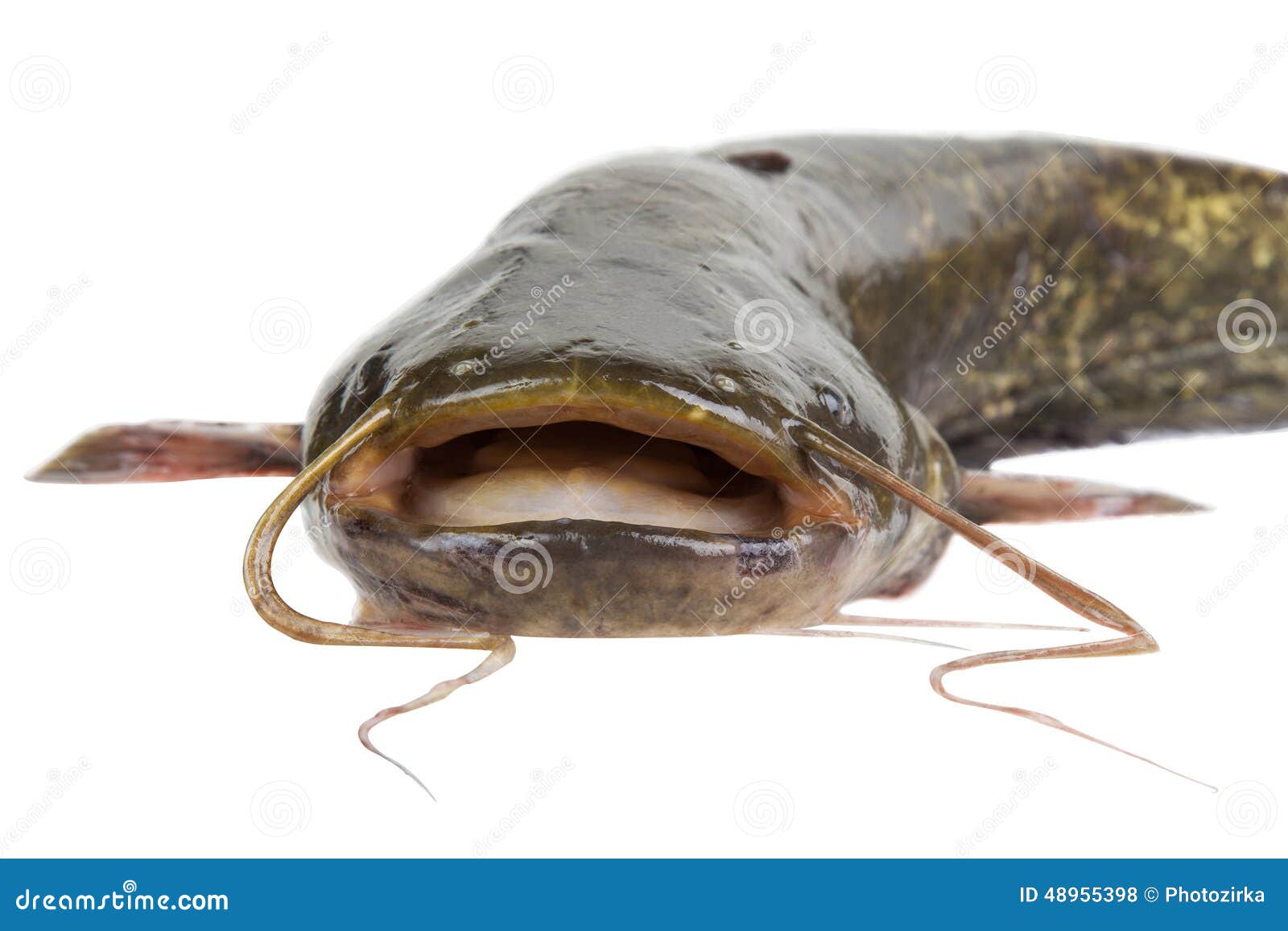 River Catfish. Alive Fresh Fish Isolated On Natural Green Background ...