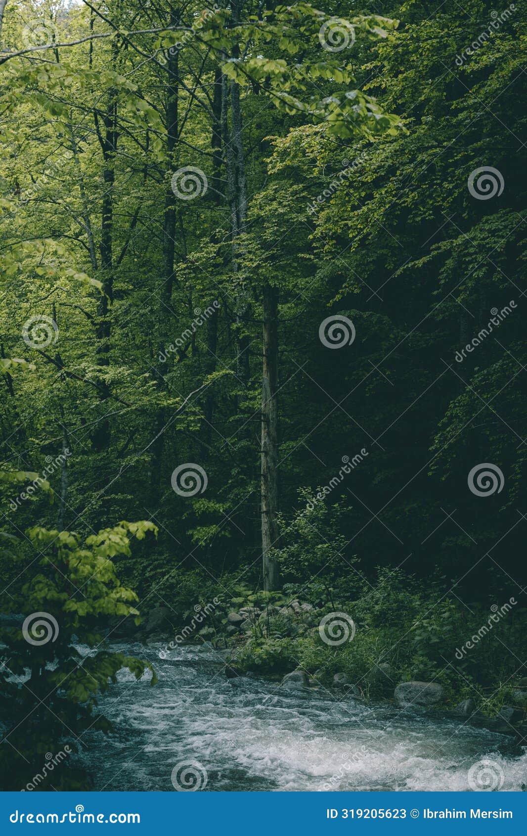 Big River in the Deep Dark Forest with Dried Out Pine Tree in the Beech ...