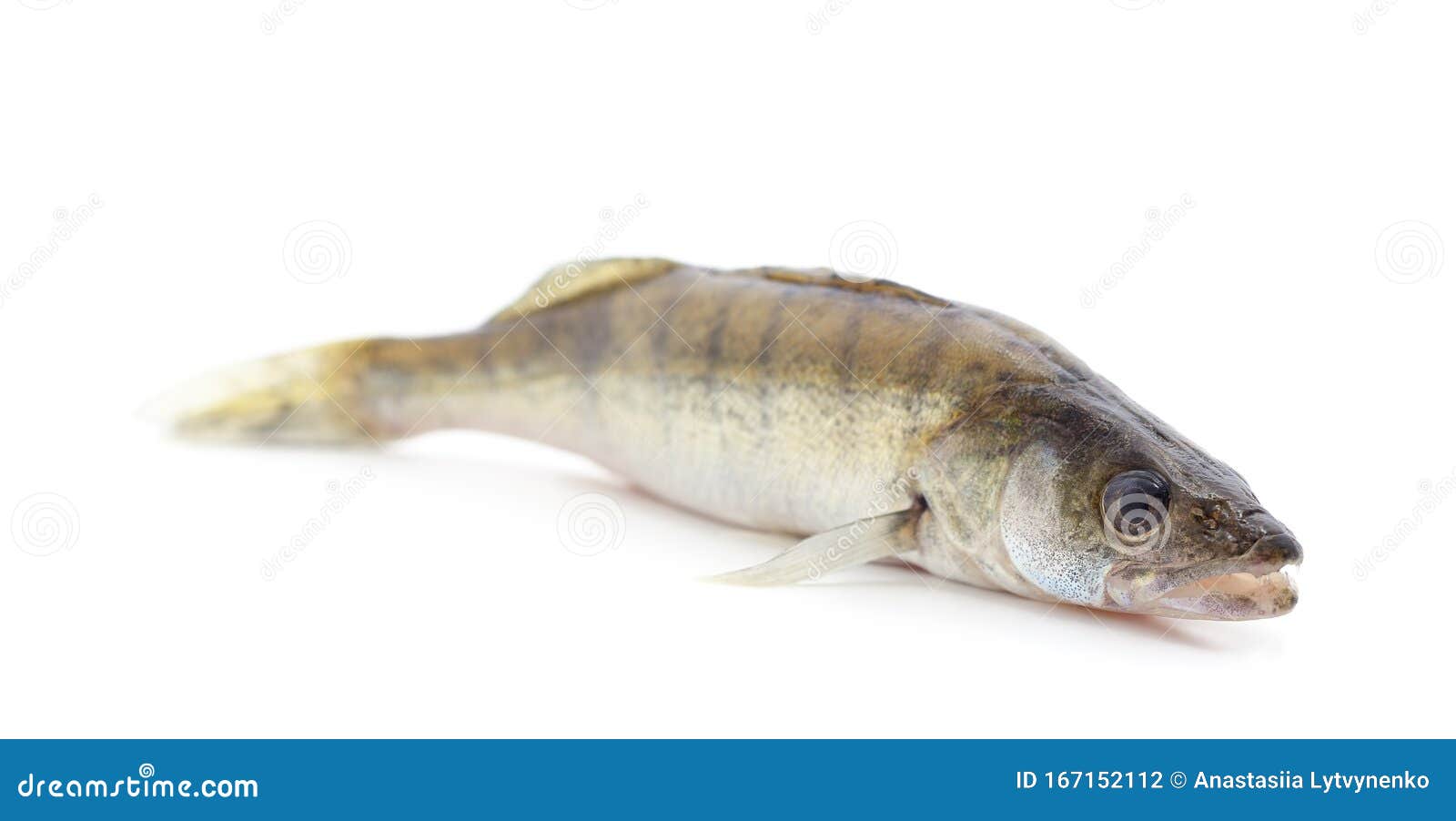 Big river fish stock photo. Image of skin, life, pond - 167152112