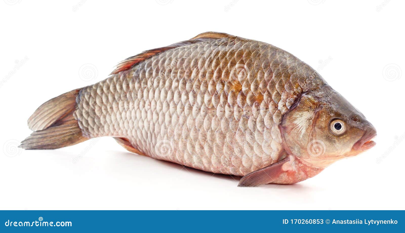 Big river fish stock image. Image of crucian, hobbies - 170260853