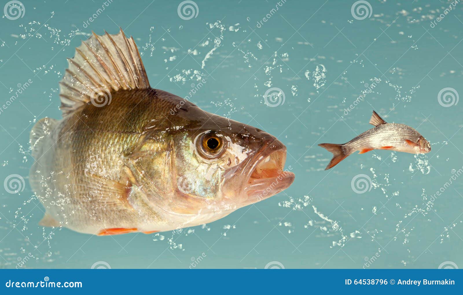 Big River Perch (Perca Fluviatilis) Stock Photo - Image of leisure ...