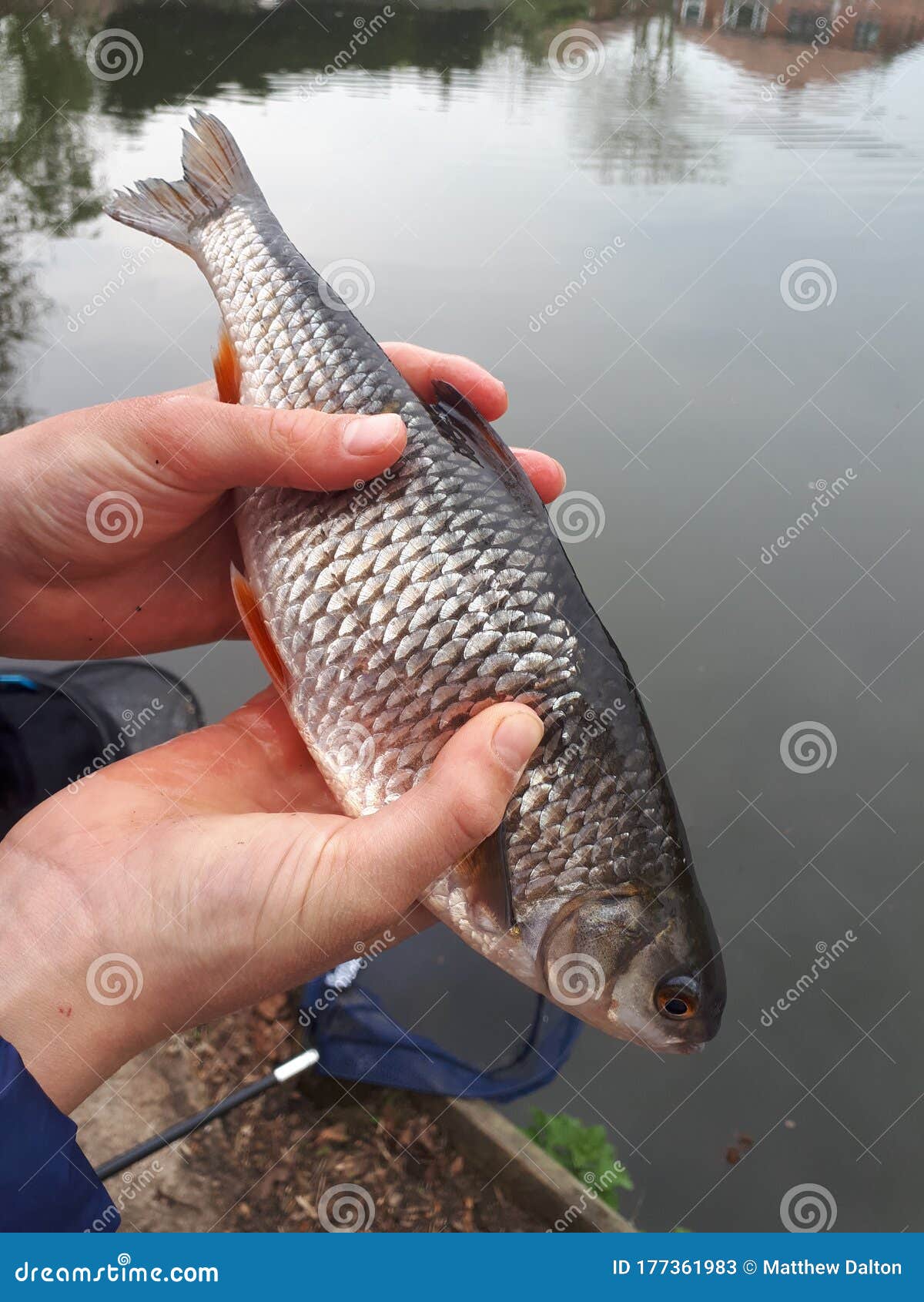 A Big Roach in an Anglers Hands. Stock Image - Image of wildlife, fish ...