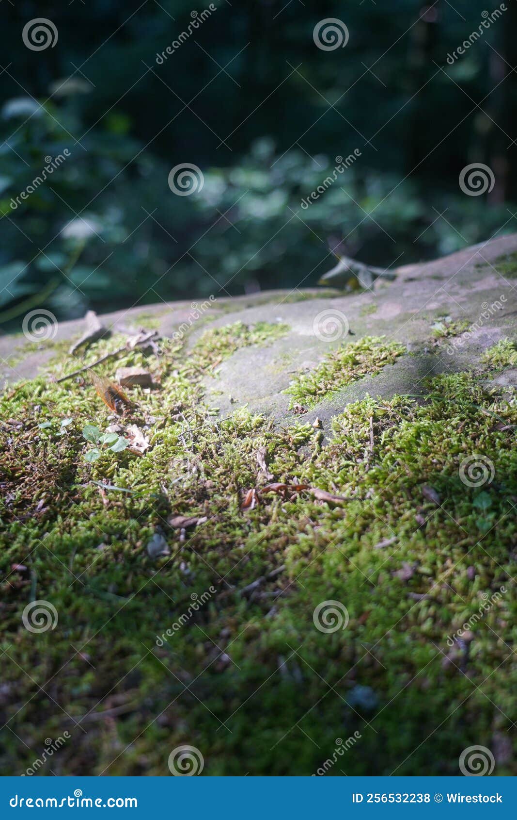 Big Rock Covered with Moss in the Forest Stock Photo - Image of wood ...