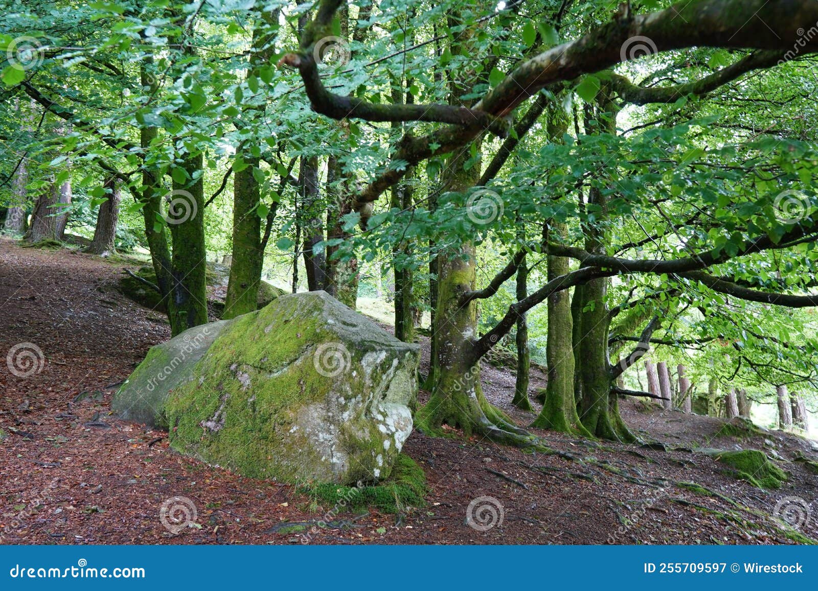 Big Rock in the Forest Covered with Moss Stock Image - Image of rock ...