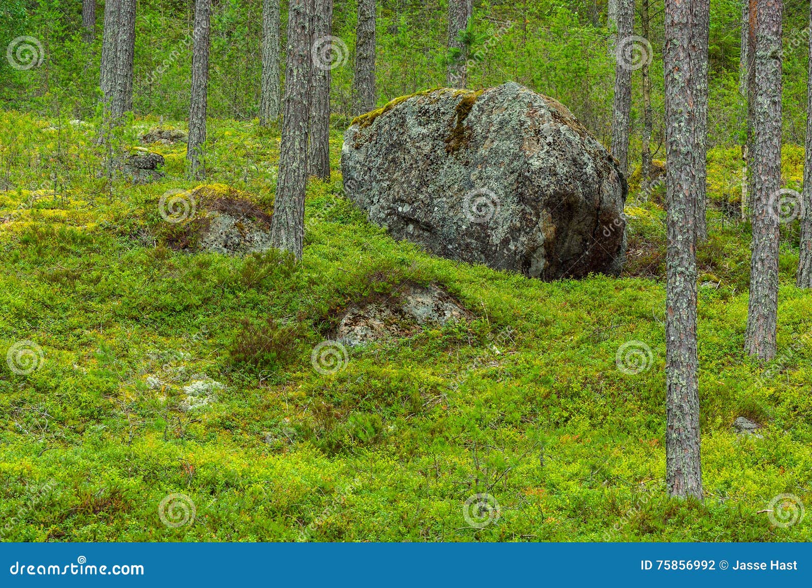 Big rock in forest stock photo. Image of stone, forest - 75856992