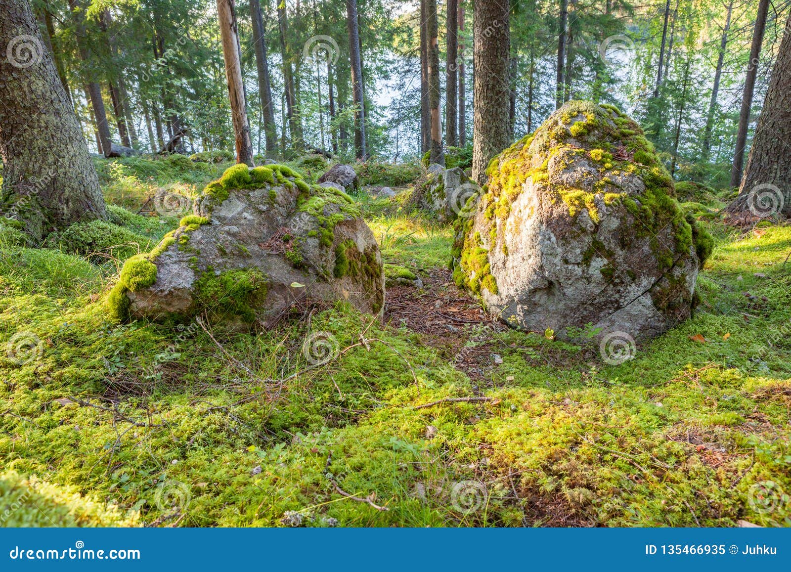 Big Rock in Forest Landscape Stock Image - Image of nature, tranquil ...