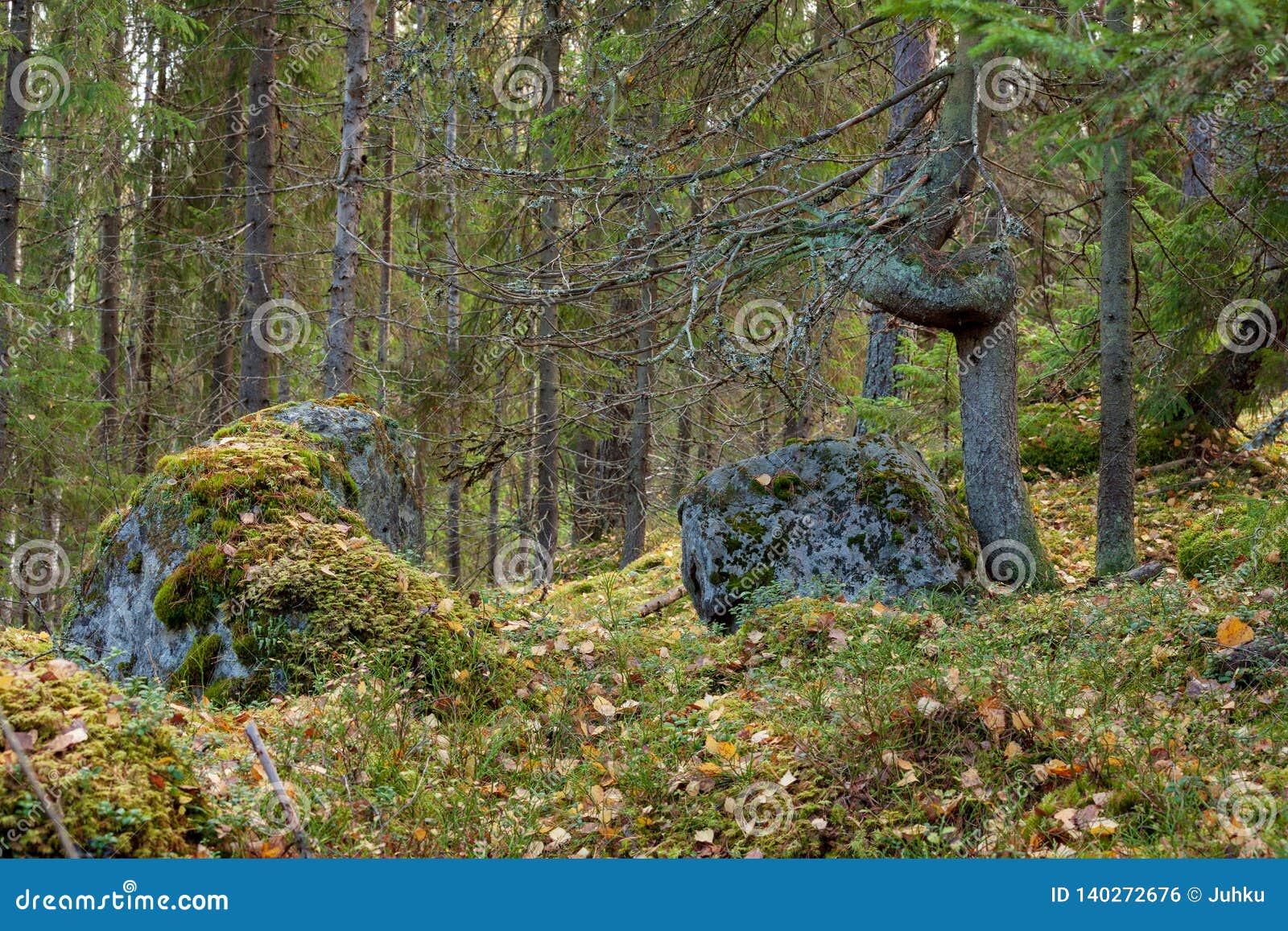 Big Rock in Forest Landscape Stock Photo - Image of outdoor, boulder ...