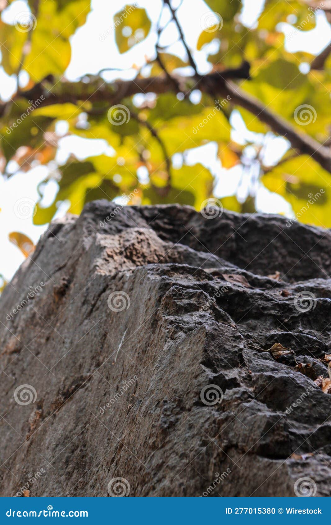 Big rock in the forest stock photo. Image of outdoor - 277015380