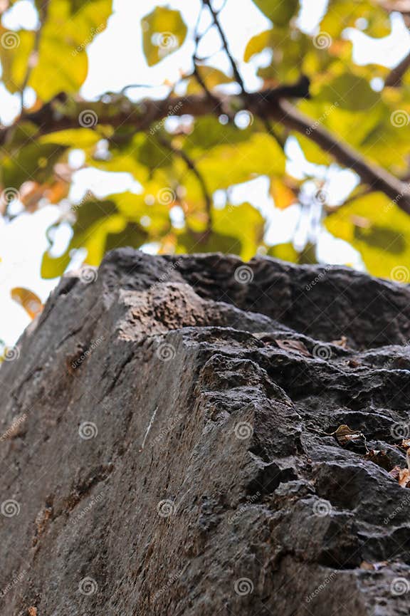 Big rock in the forest stock photo. Image of outdoor - 277015380
