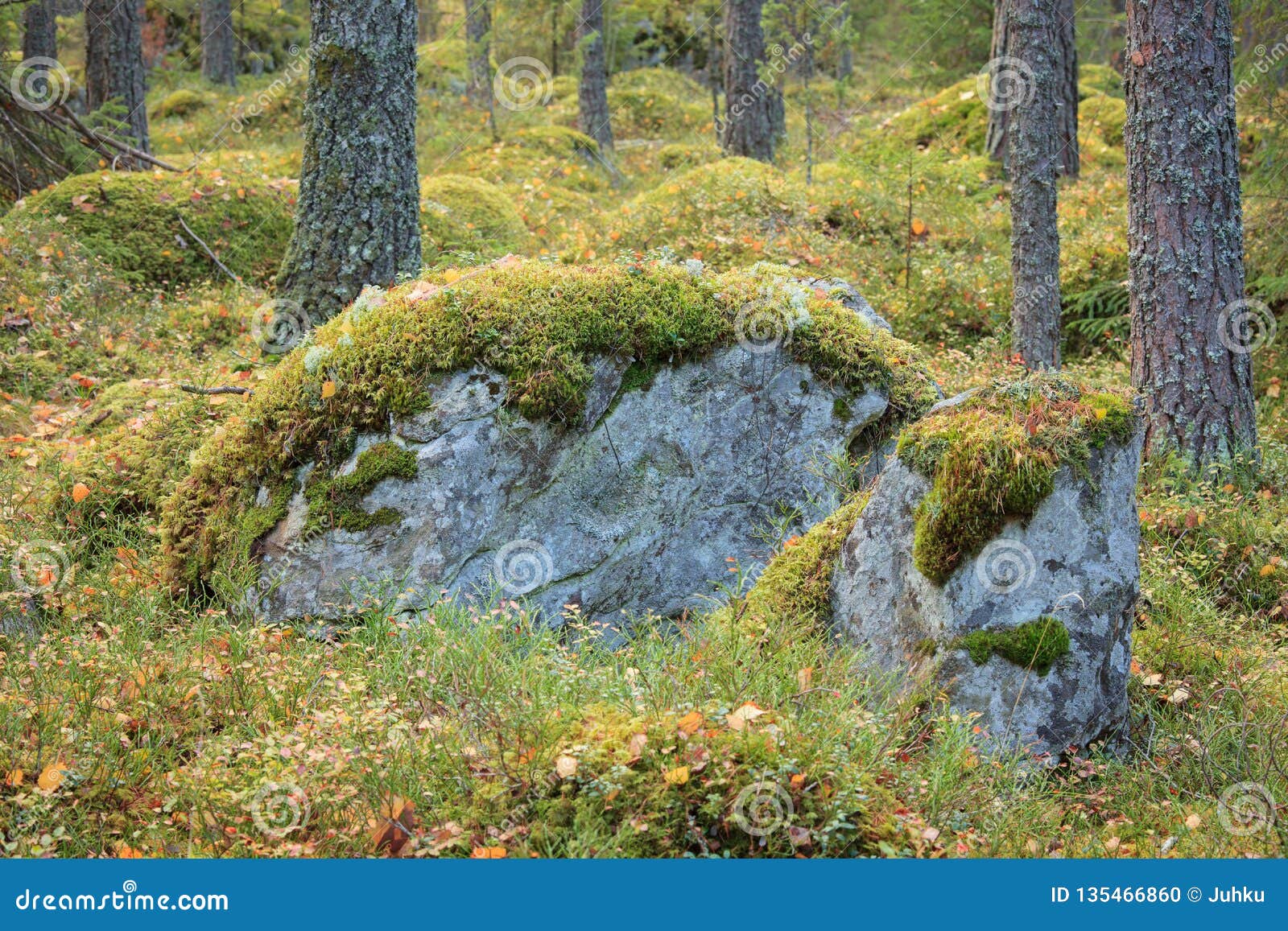 Big Rock in Forest Landscape Stock Photo - Image of fall, nature: 135466860
