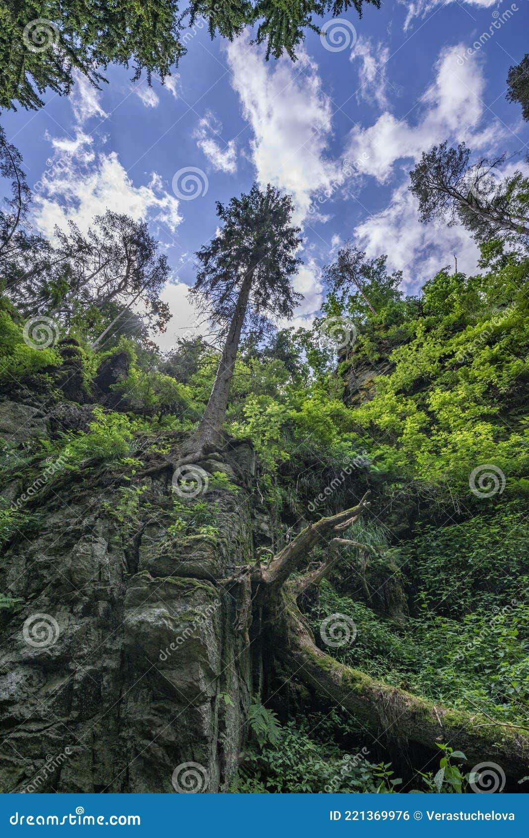 Big Rock, River and Green Forest Stock Photo - Image of root, crown ...