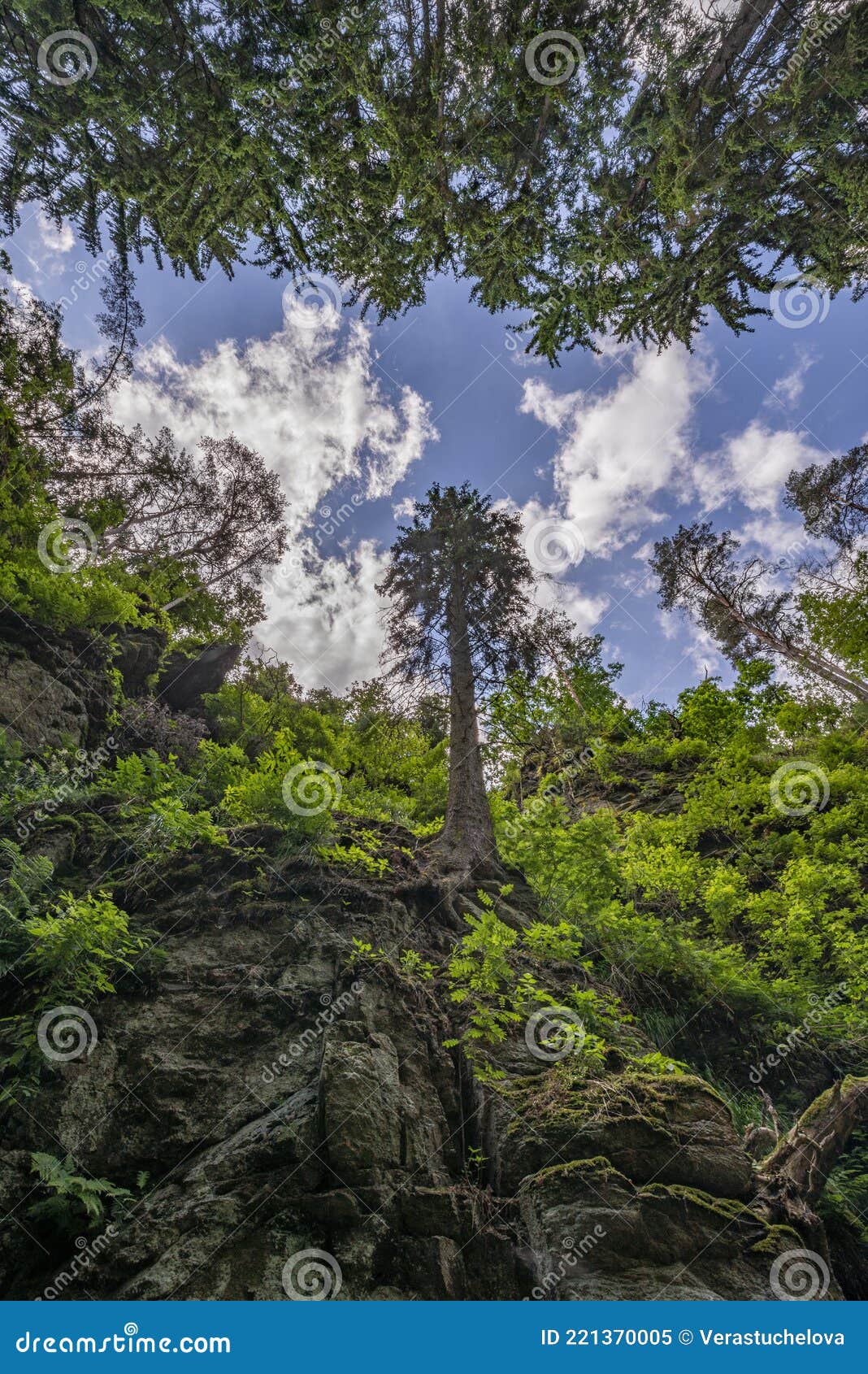 Big Rock, River and Green Forest Stock Image - Image of garden, branch ...