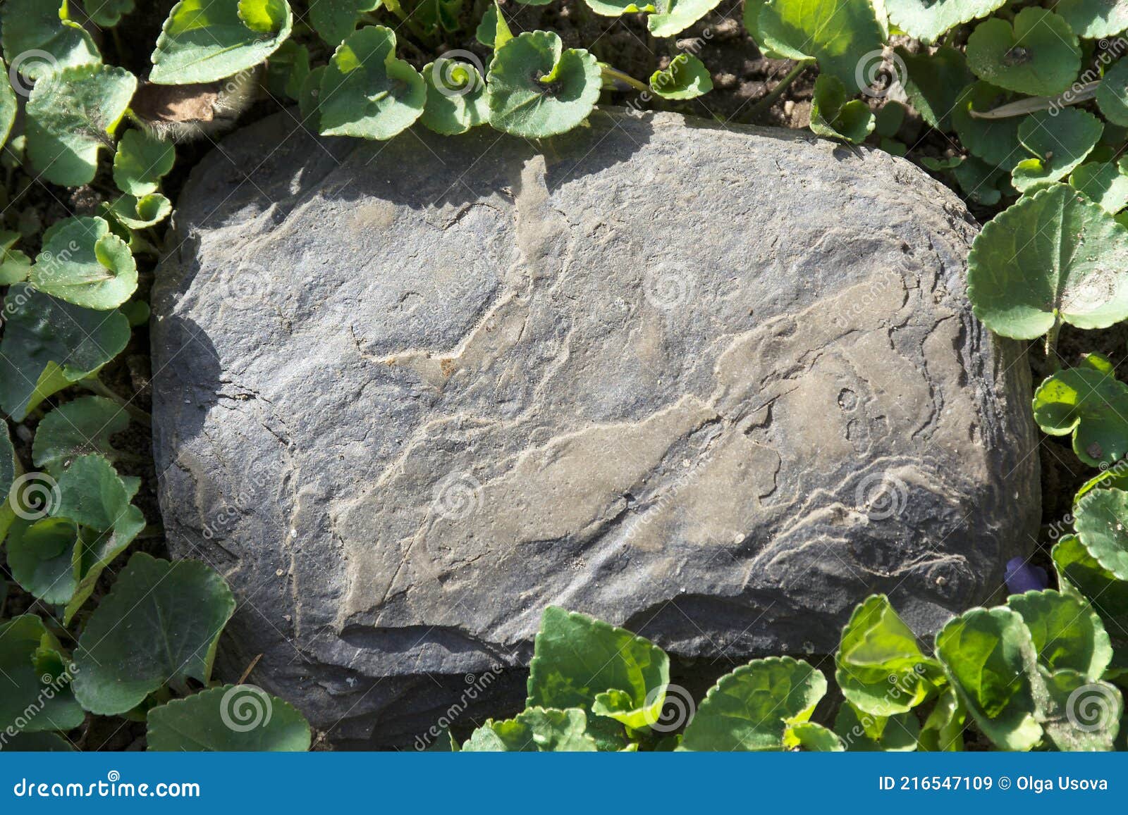Big Rock Surrounded by Green Leaves for Copy and Paste Stock Image ...