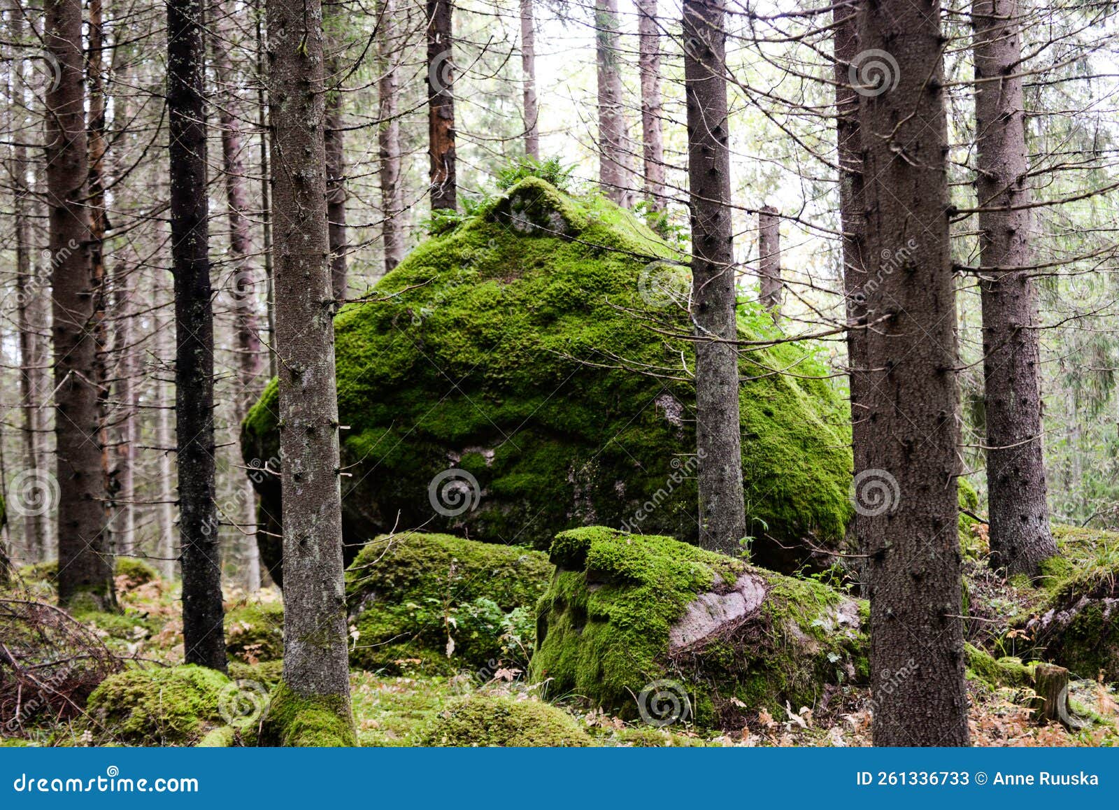 Big Rocks in the Forest Green Stock Image - Image of trees, green ...