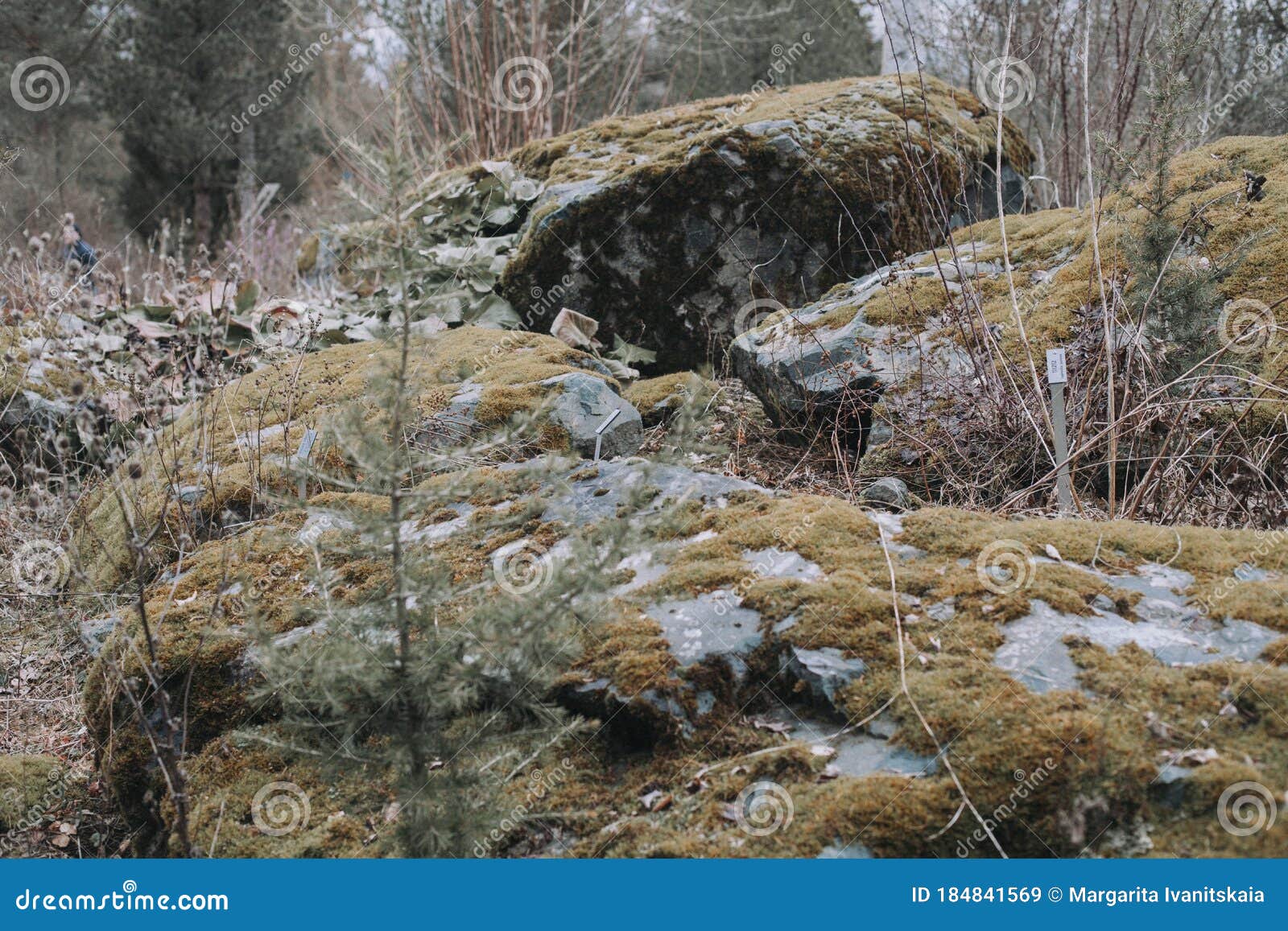Big rocks in the forest stock image. Image of rocks - 184841569