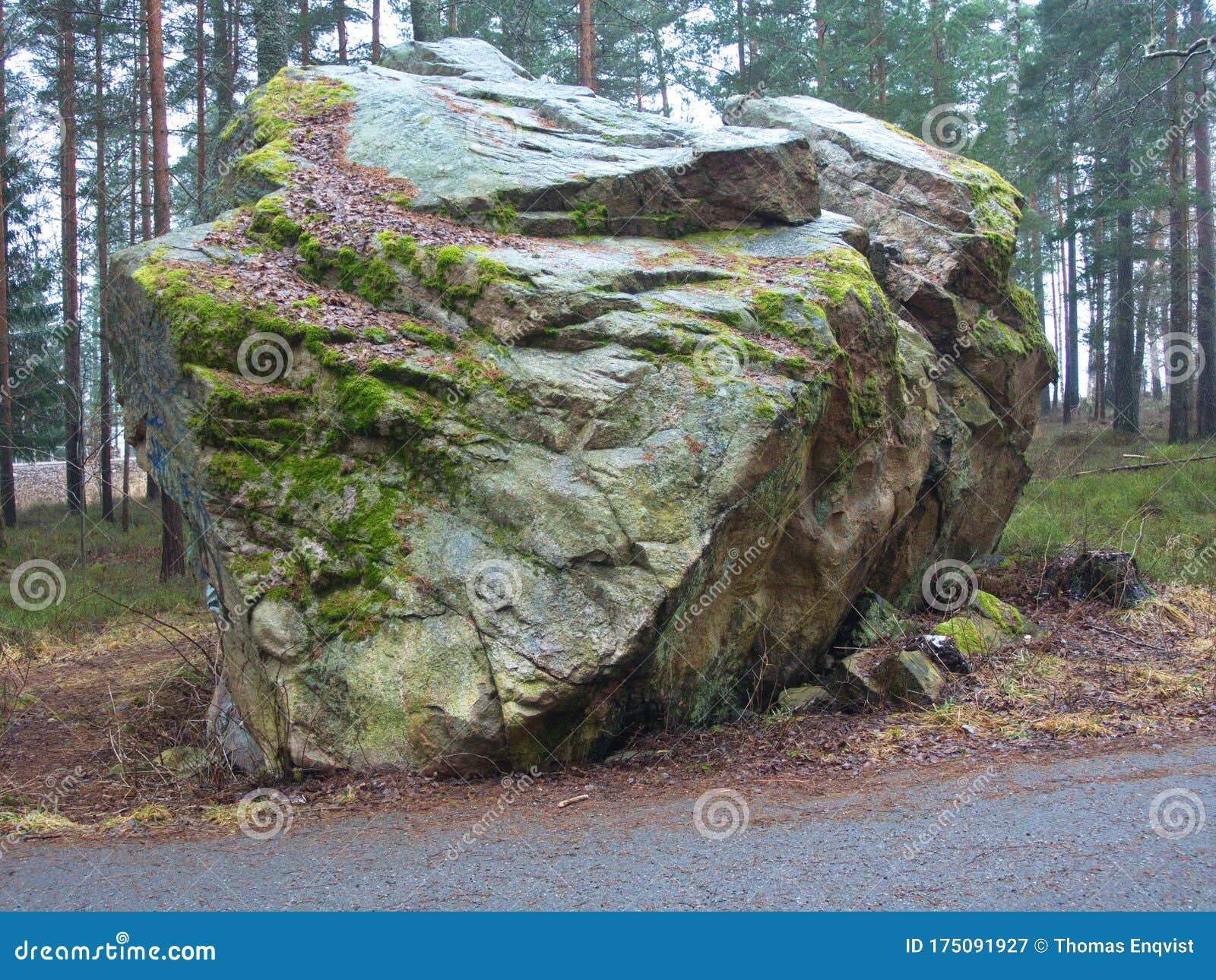 Big rocks in a forres. stock image. Image of foggy, grey - 175091927