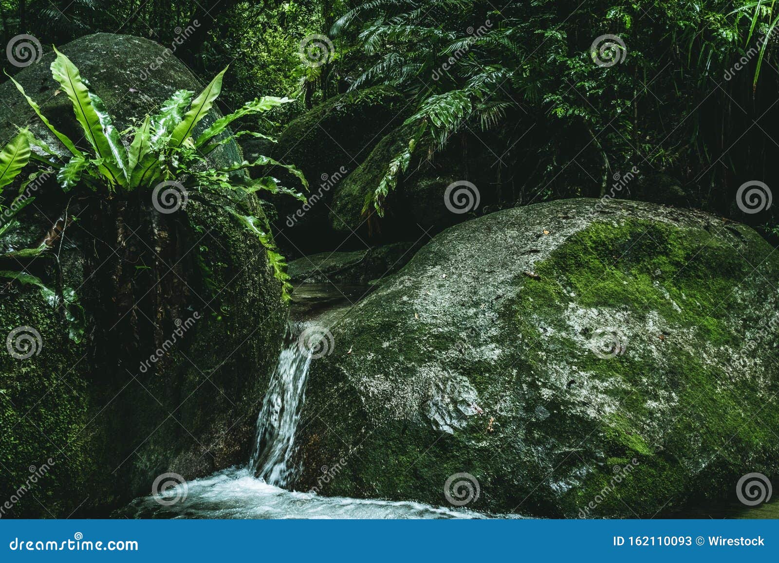 Big Rocks with Green Plants Growing on Them in the Middle of a Forest ...