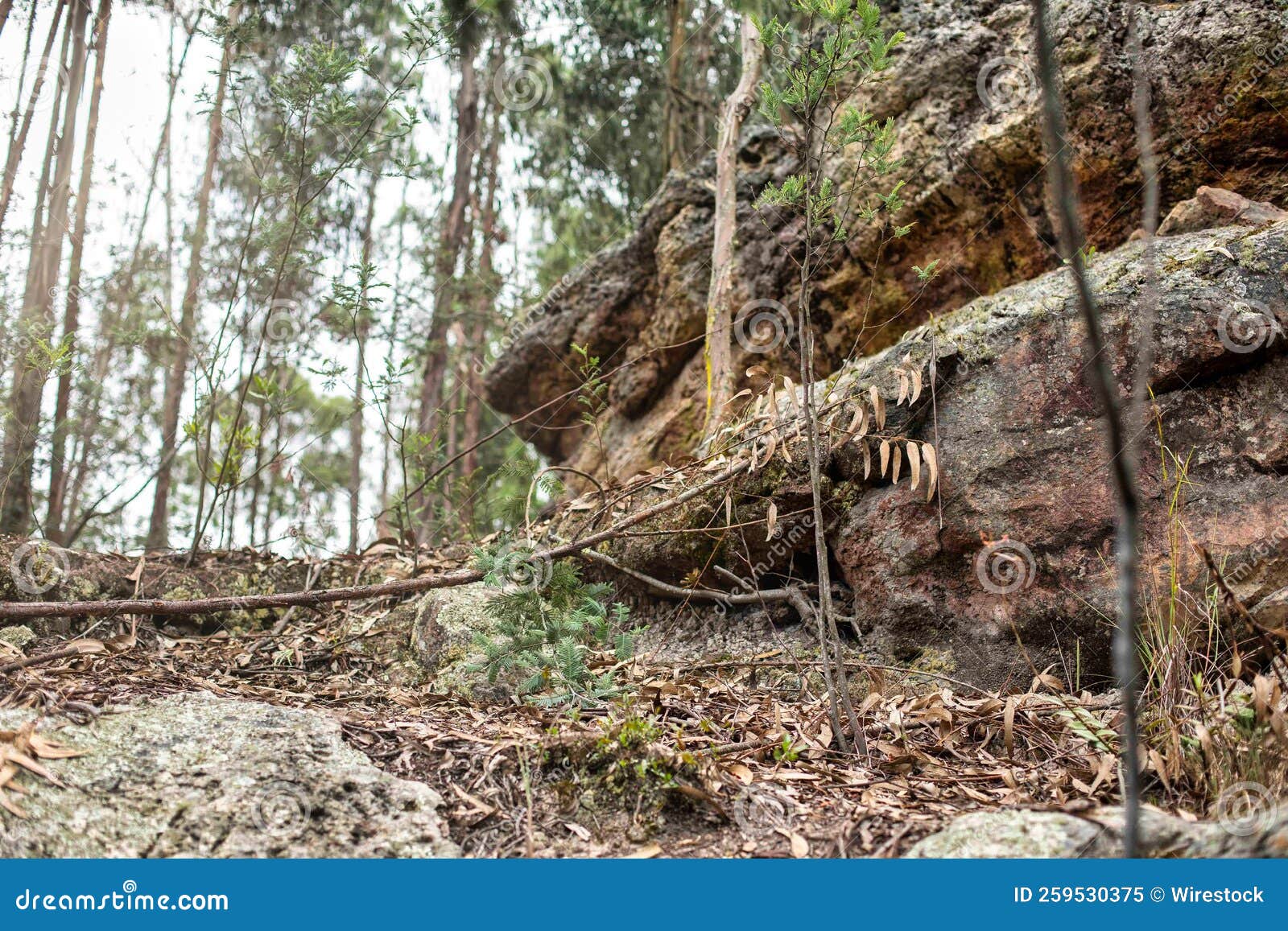Big Rocks in the Green Rainforest Stock Image - Image of rainforest ...