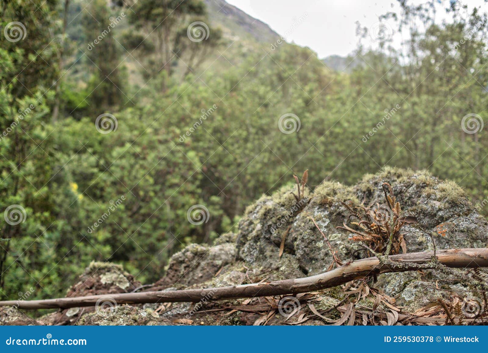 Big Rocks in the Green Rainforest Stock Photo - Image of nature, trees ...