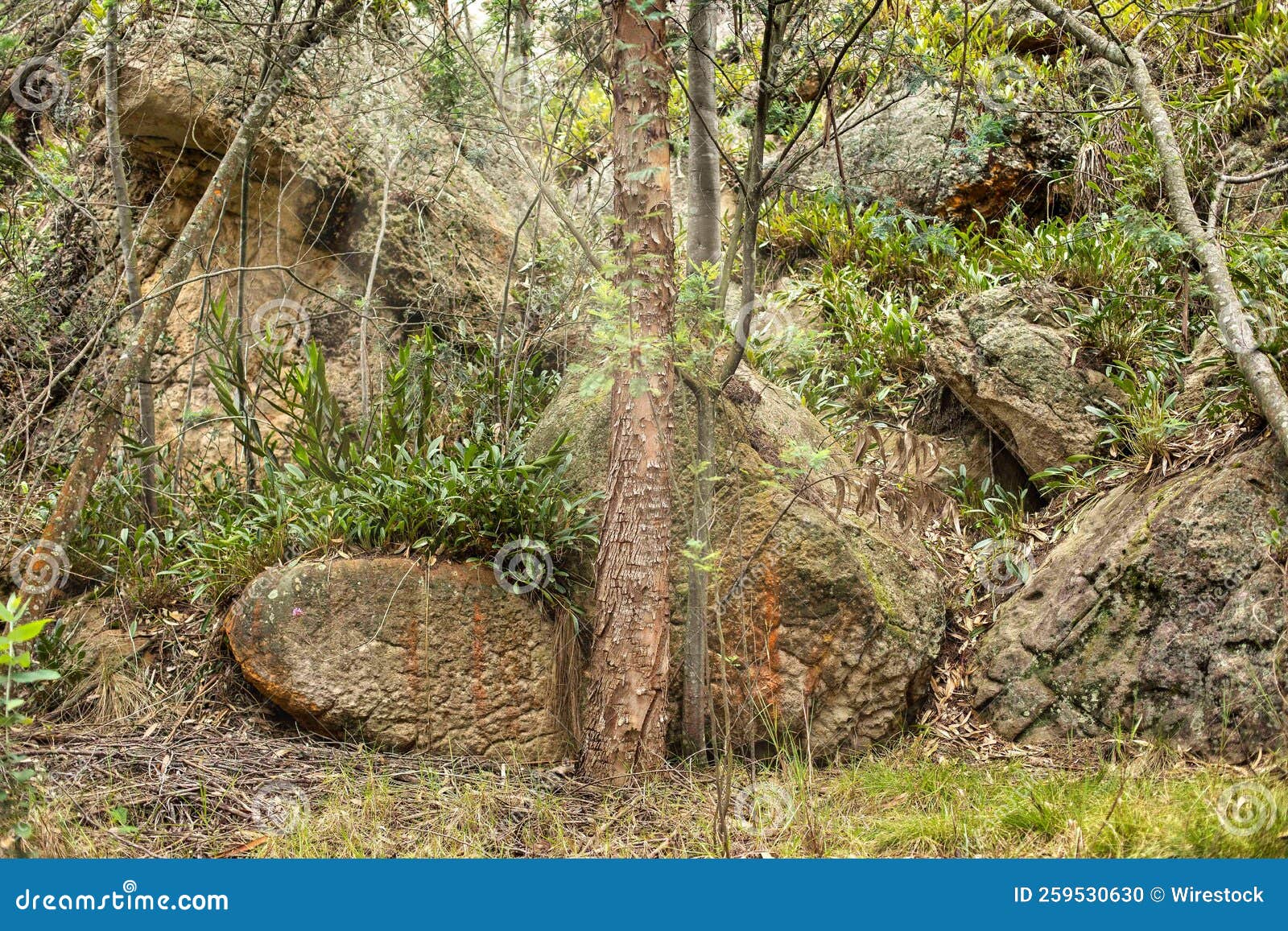 Big Rocks in the Green Rainforest Stock Photo - Image of calm, outdoor ...