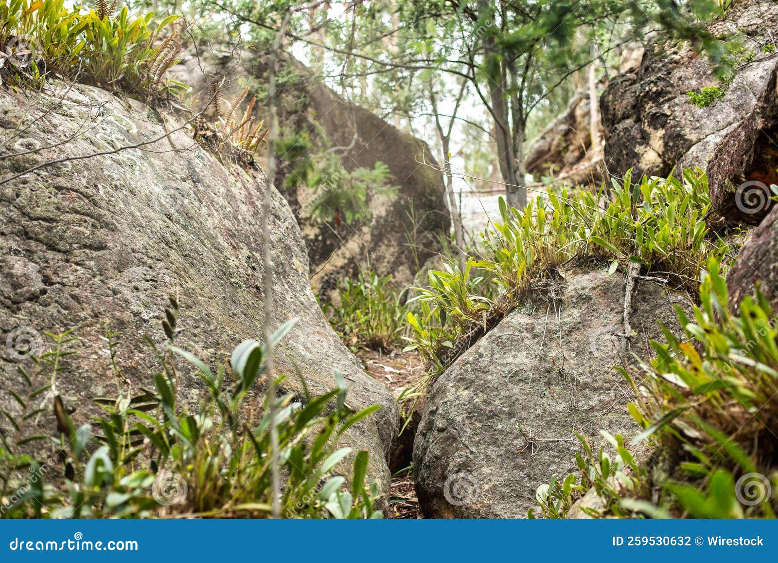 Big Rocks in the Green Rainforest Stock Photo - Image of calm, park ...