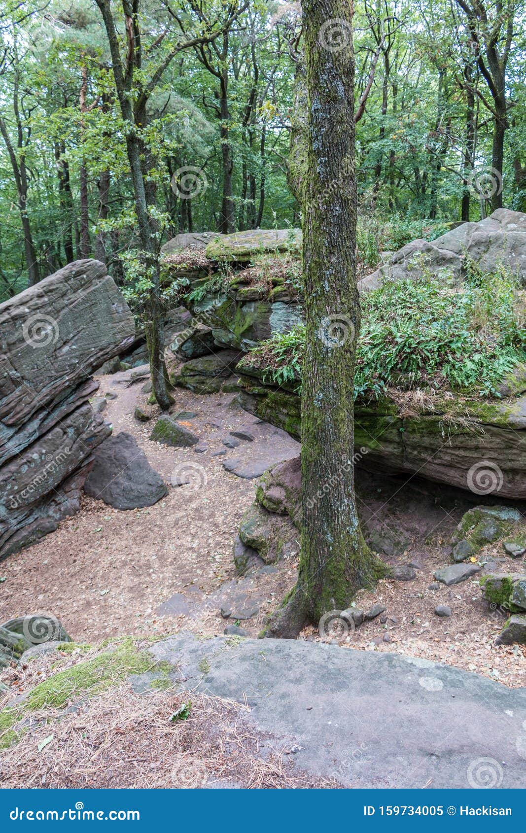 Big Rocks in the Middle of the Green Forest Stock Image - Image of ...