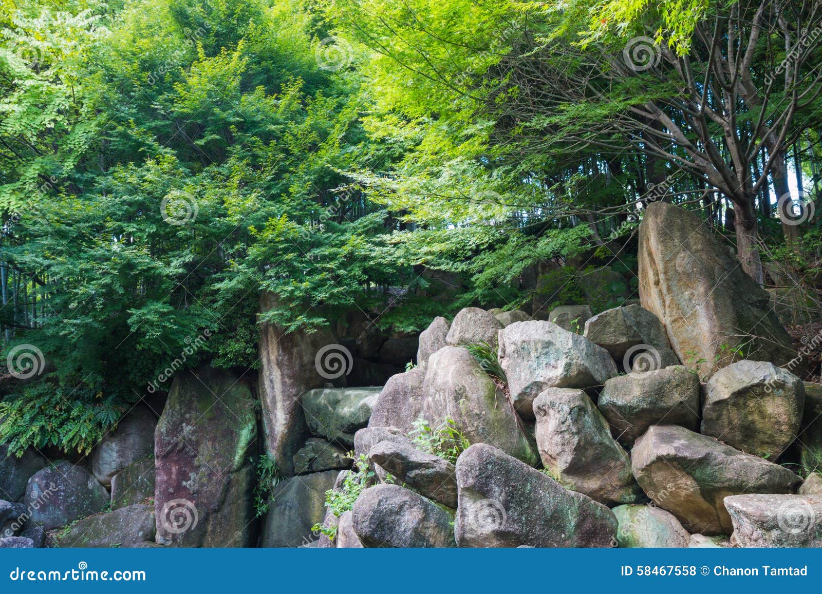 Big Rocks Under Trees in Wild. Stock Photo - Image of activity ...