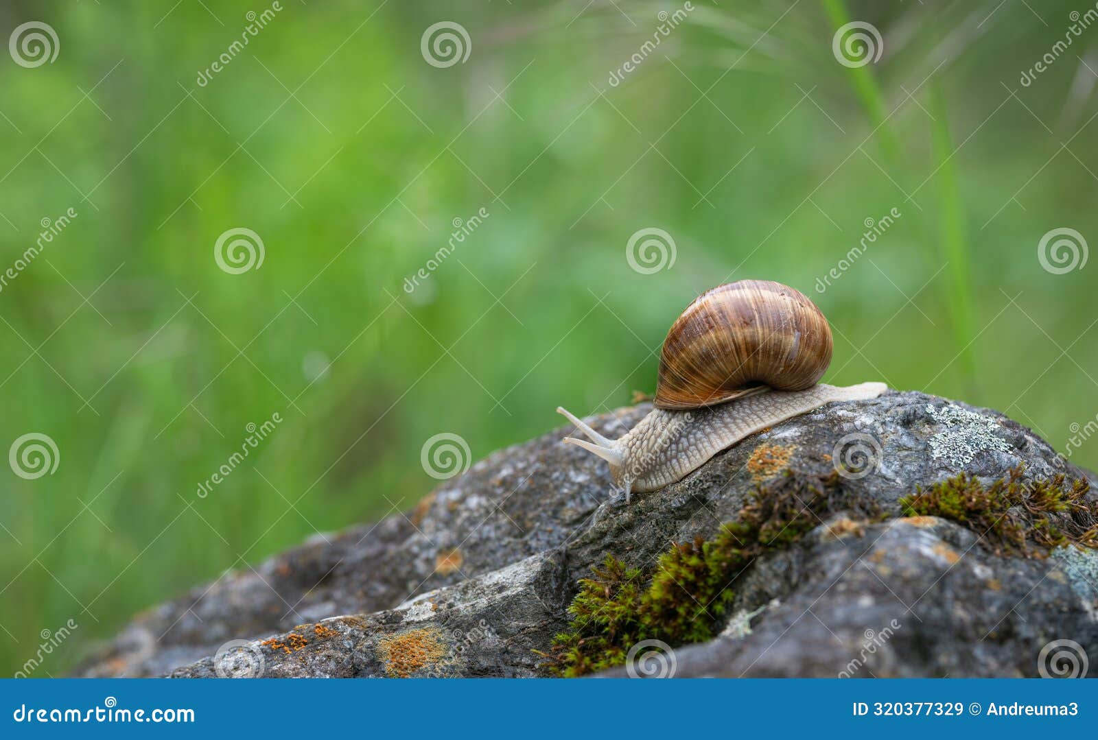 Big Roman Snail (Helix Pomatia) Crawling on a Rock Stock Image - Image ...