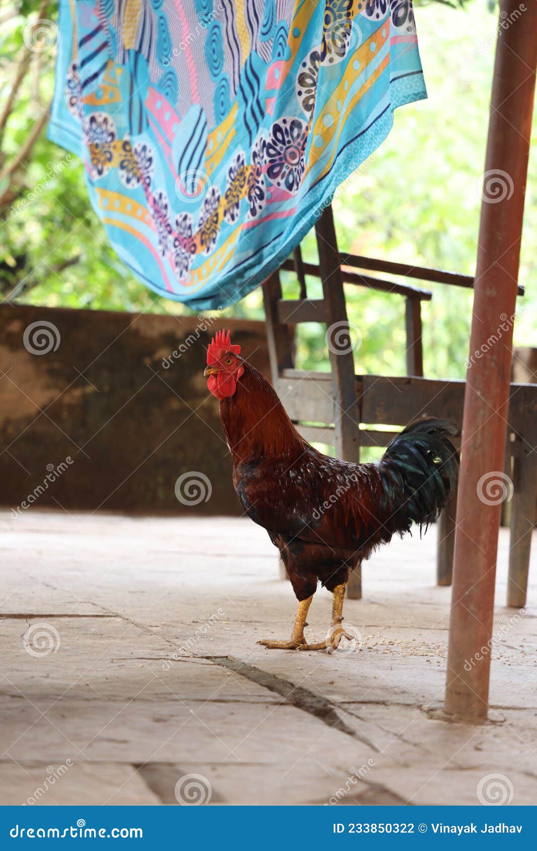 Big Rooster Chicken in Wild Stock Photo - Image of beak, waterbird ...