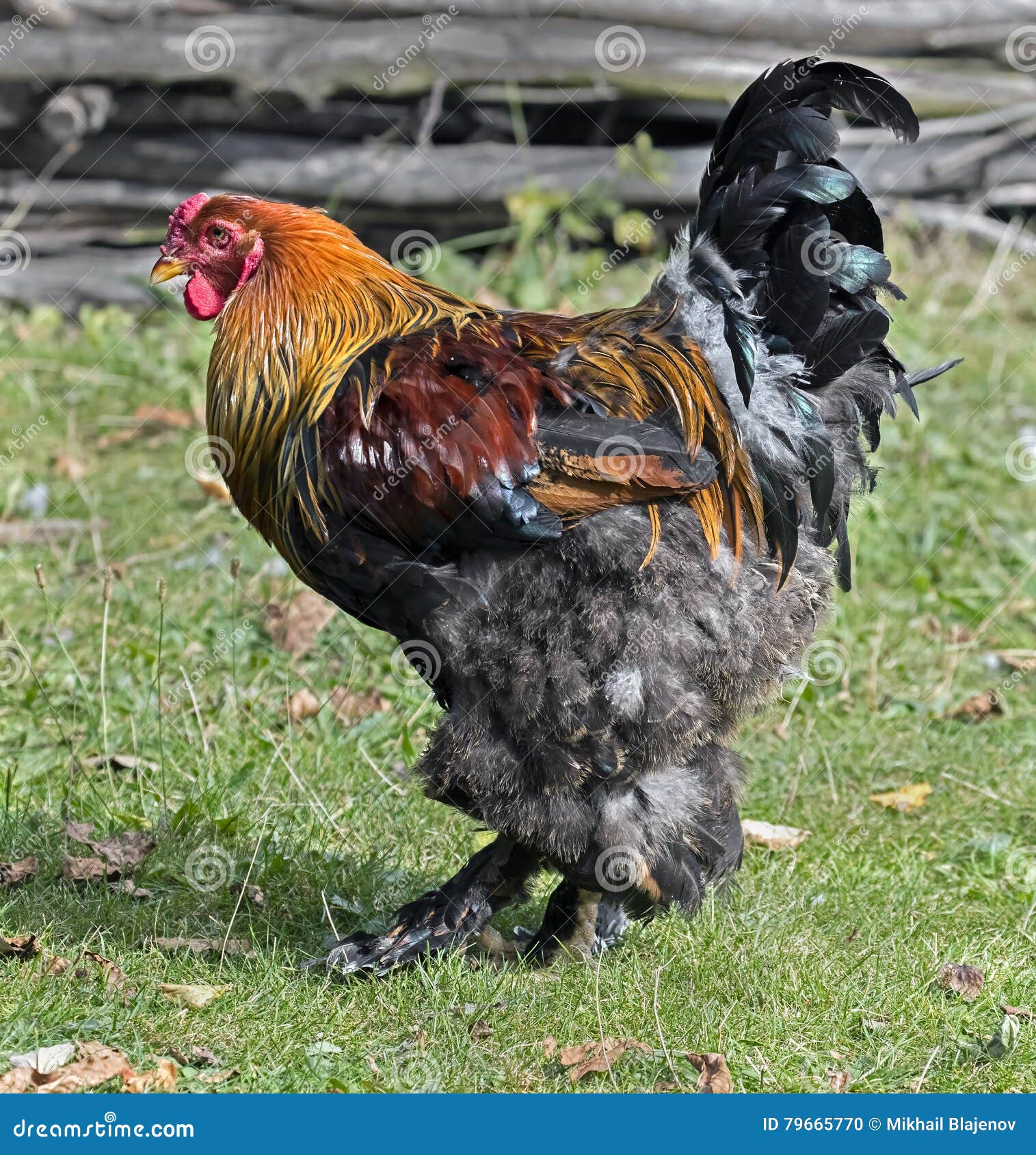 Big rooster 1 stock photo. Image of country, feather - 79665770