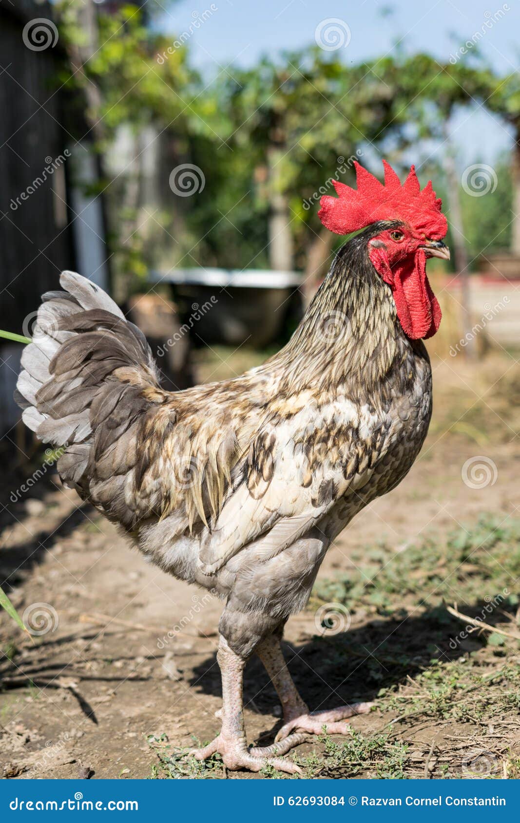 Big rooster standing up stock photo. Image of cockscomb - 62693084