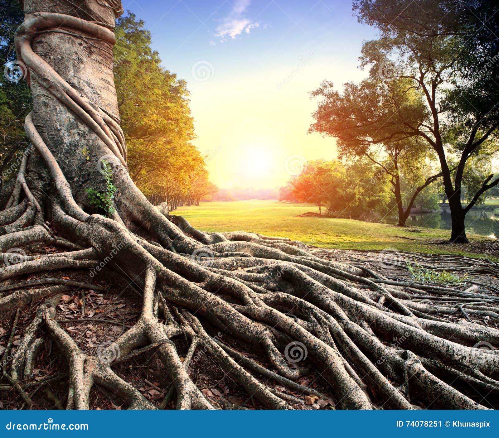 Big Root of Banyan Tree in Green Park Stock Image - Image of morning ...
