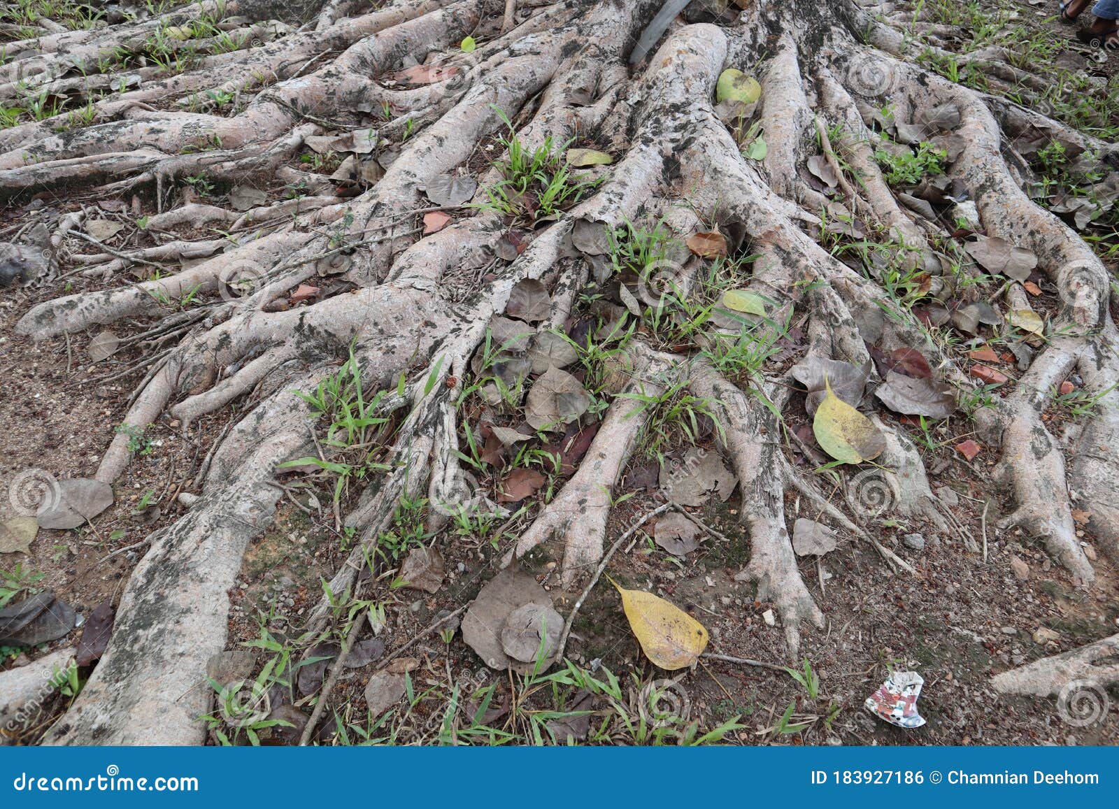 Big root stock photo. Image of shrub, tree, flower, forest - 183927186