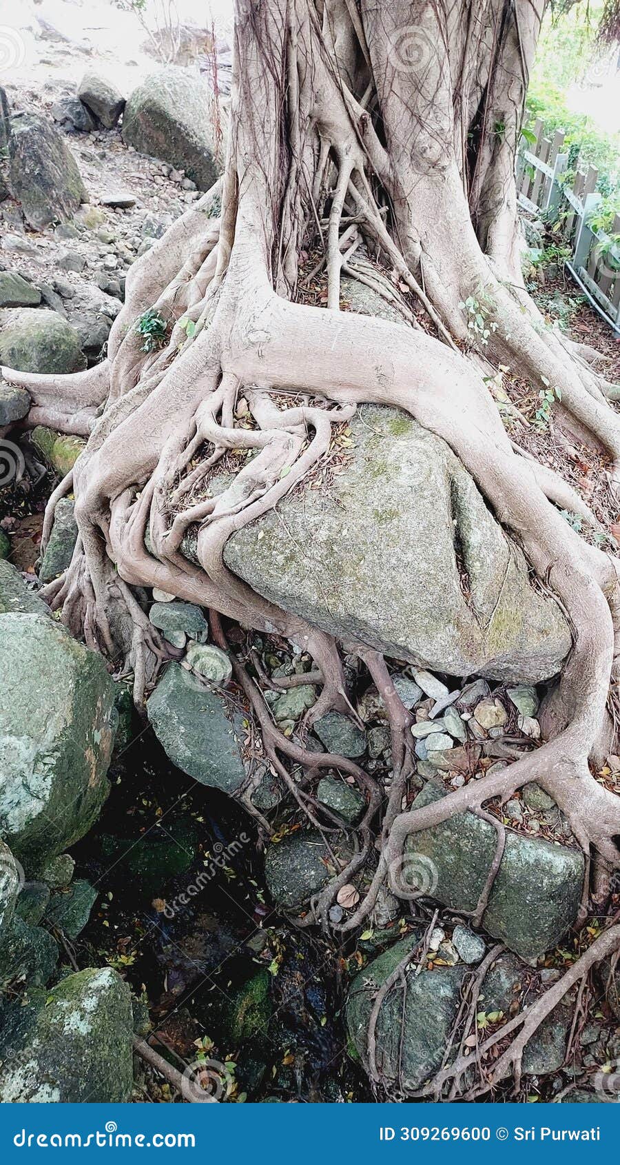 This Big Root Hug the Big Stone Stock Photo - Image of stone, flora ...