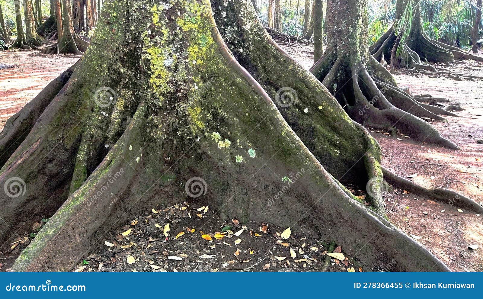 Big Root Three in Monkey Forest Solear Indonesia Stock Image - Image of ...
