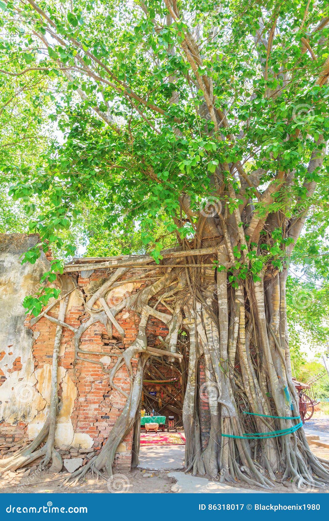 Big Root Tree Cover Historic of Grunge Brick Wall Stock Image - Image ...