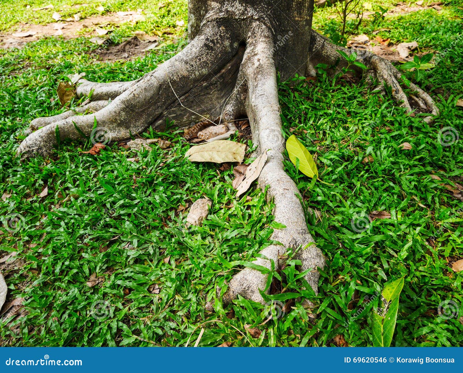 Big Root Tree on Grass Field Stock Photo - Image of life, green: 69620546