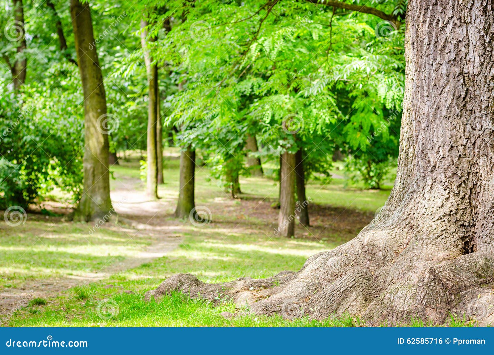 Big Root Tree in Green Park Stock Photo - Image of pond, branch: 62585716